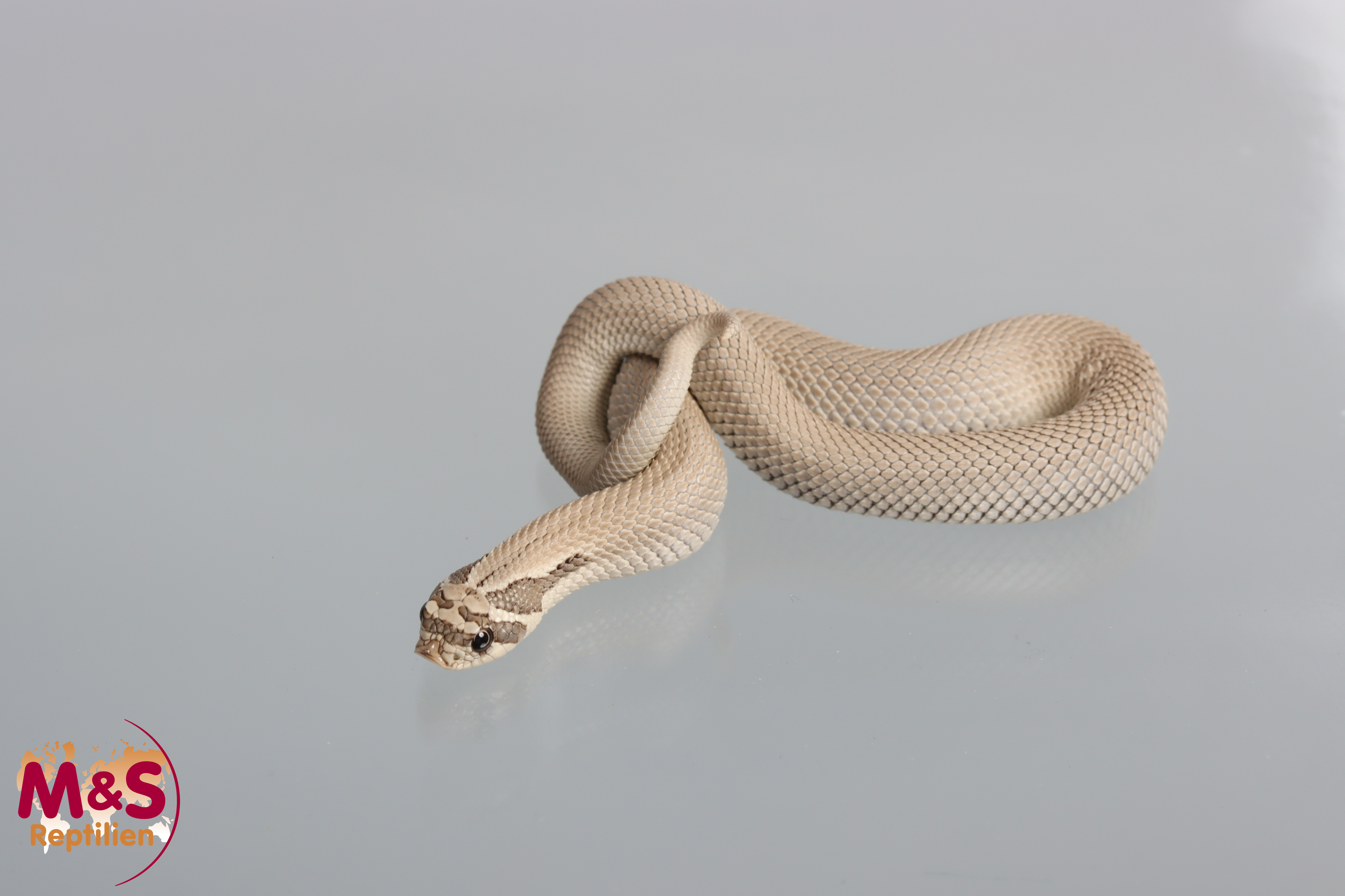 Axantic Superconda Hakennasennatter NZ´24 (small) Heterodon n. nasicus ...