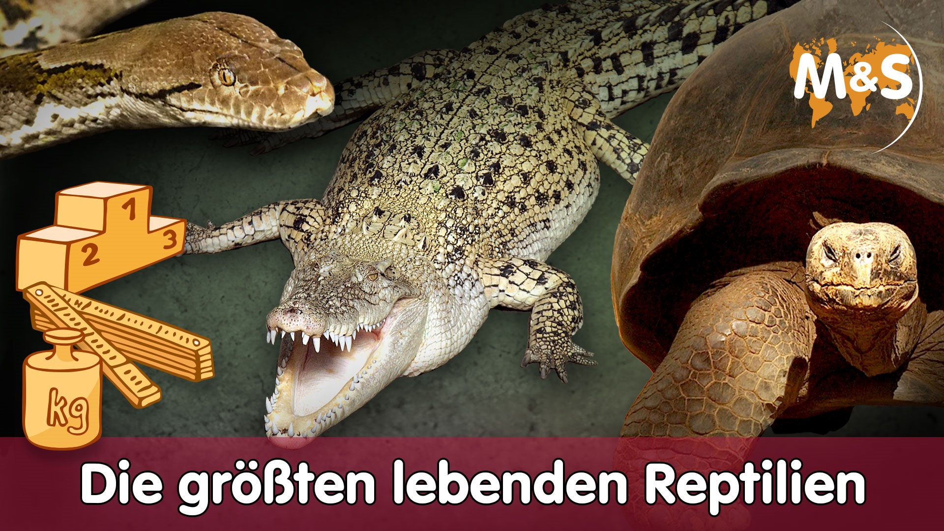 Die größten lebenden Reptilien | M&S Reptilien - Der Terraristik Experte