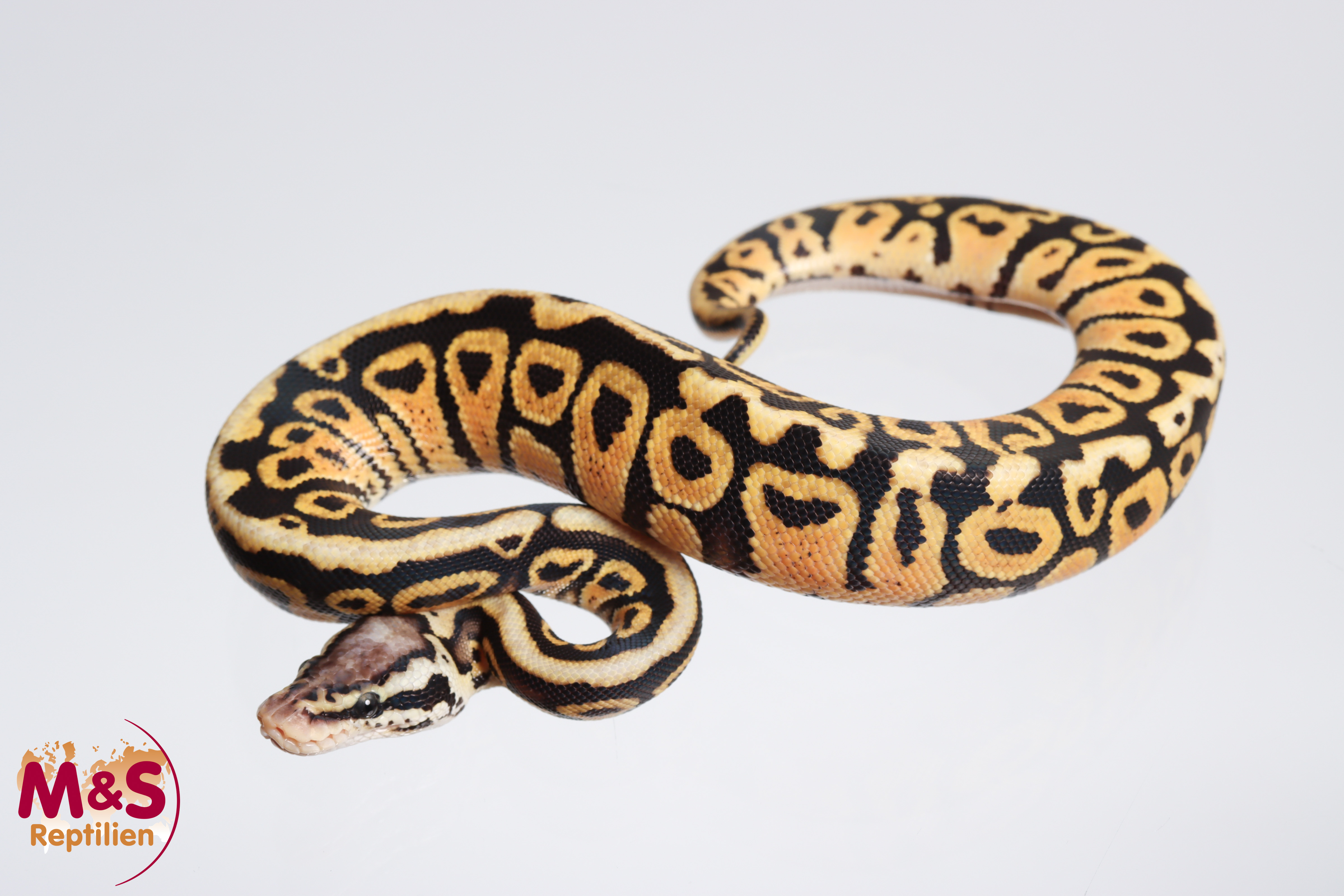 0.1 (Female) Pastel Spotnose poss. Yellowbelly poss. hetero Clown ...