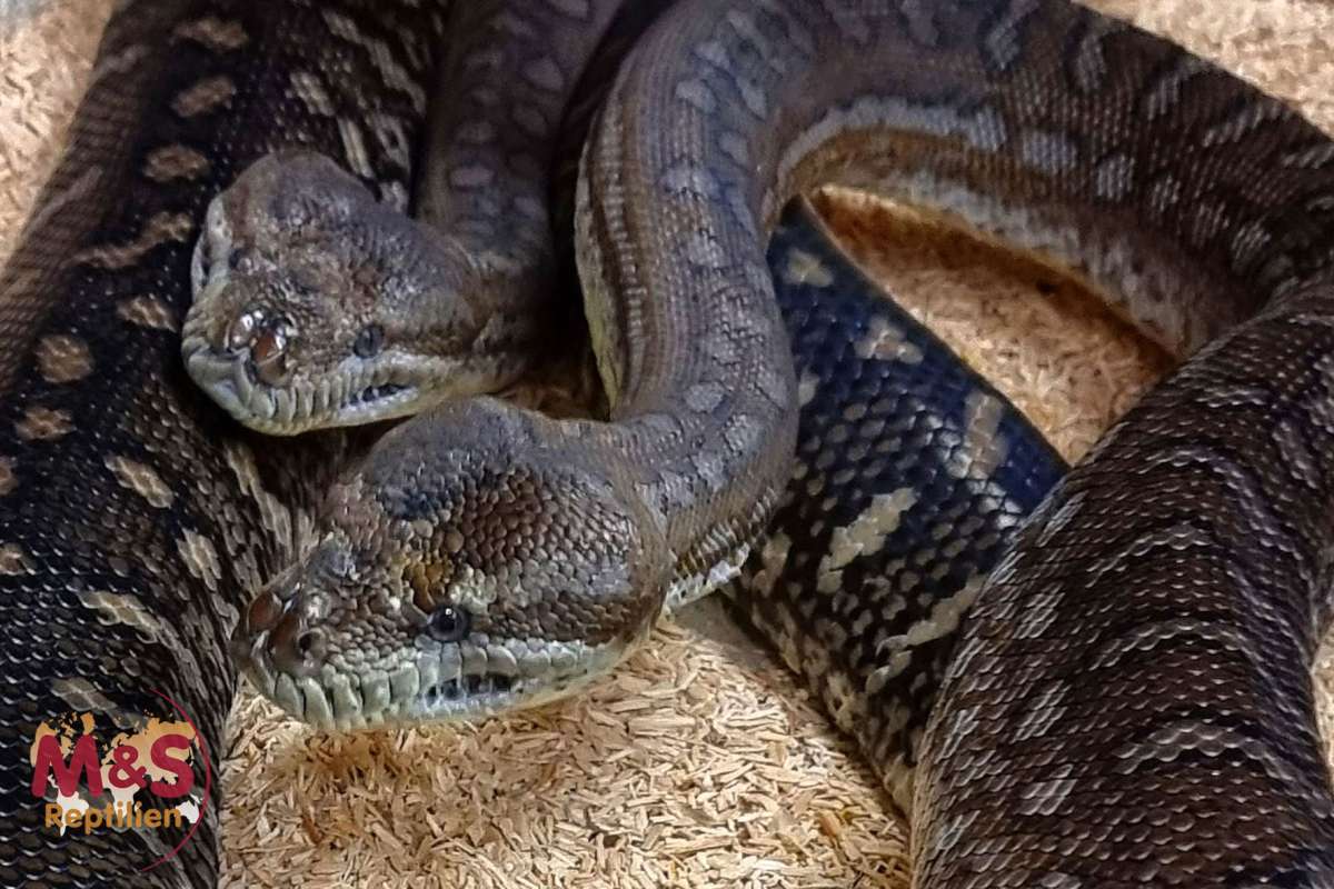 Pythons | Schlangen | Tierbestand | M&S Reptilien - Der Terraristik Experte