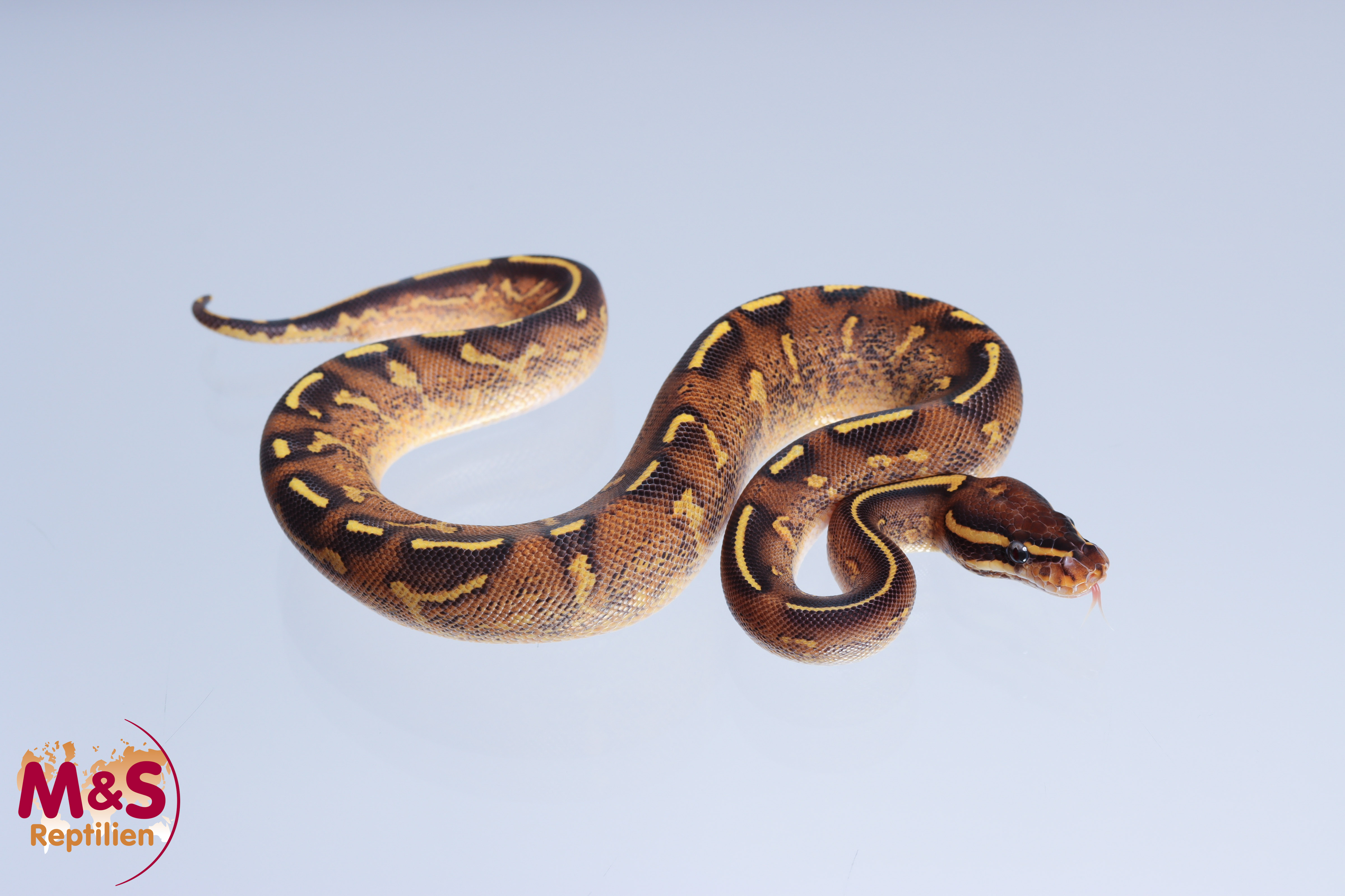 0.1 (Female) Super Gravel Königspython NZ´M&S´22 Python regius | Gravel ...