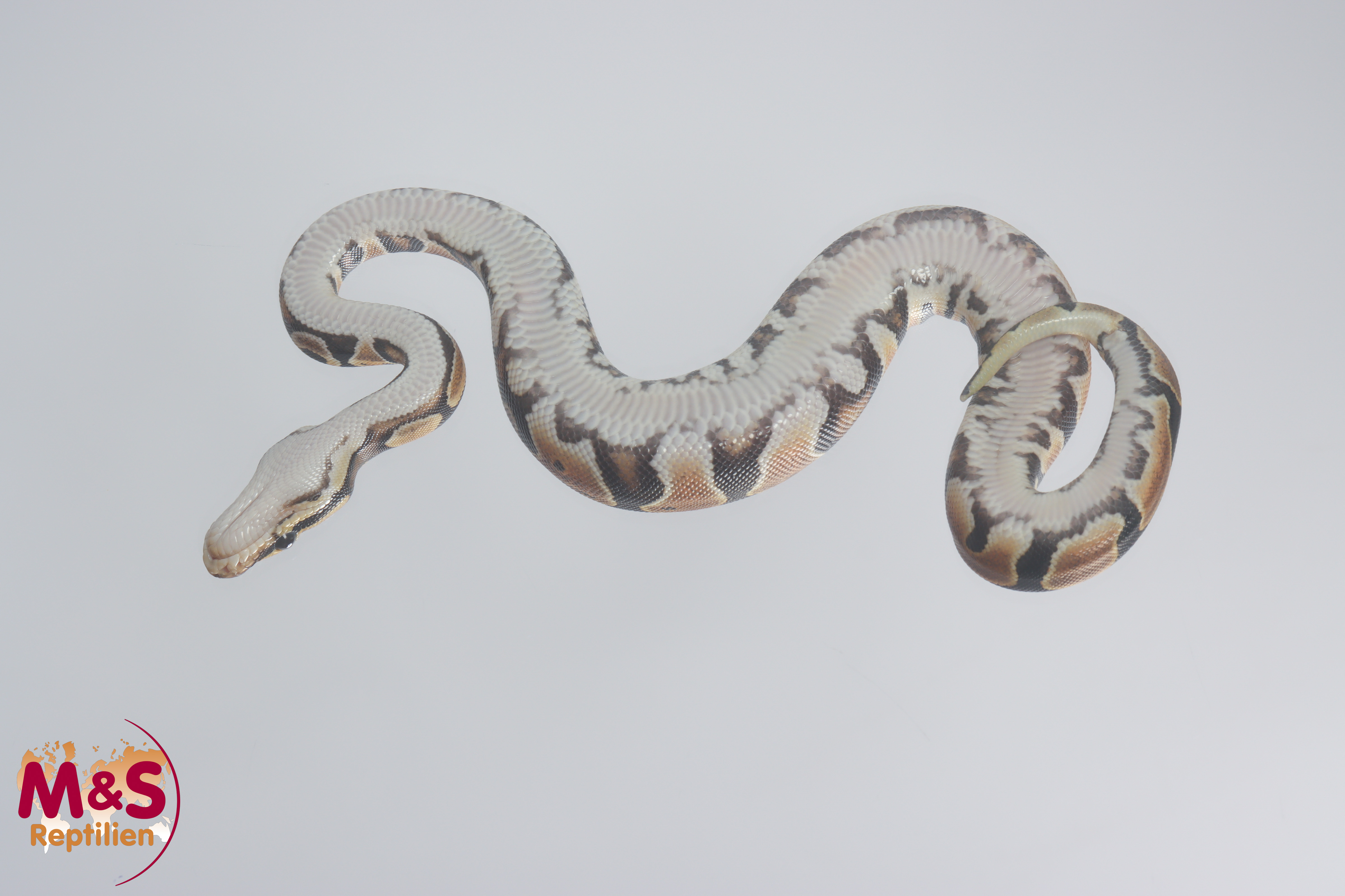 0.1 (Female) Scaleless Head Königspython NZ´M&S´22 Python regius | Just arrived | M&S Reptiles ...