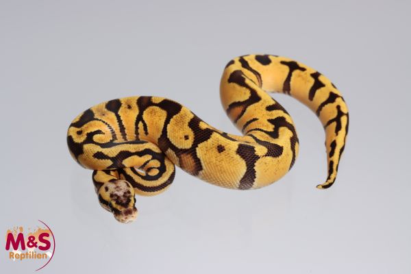 Harlequin | Ball pythons | Snakes | Livestock | M&S Reptiles - The ...