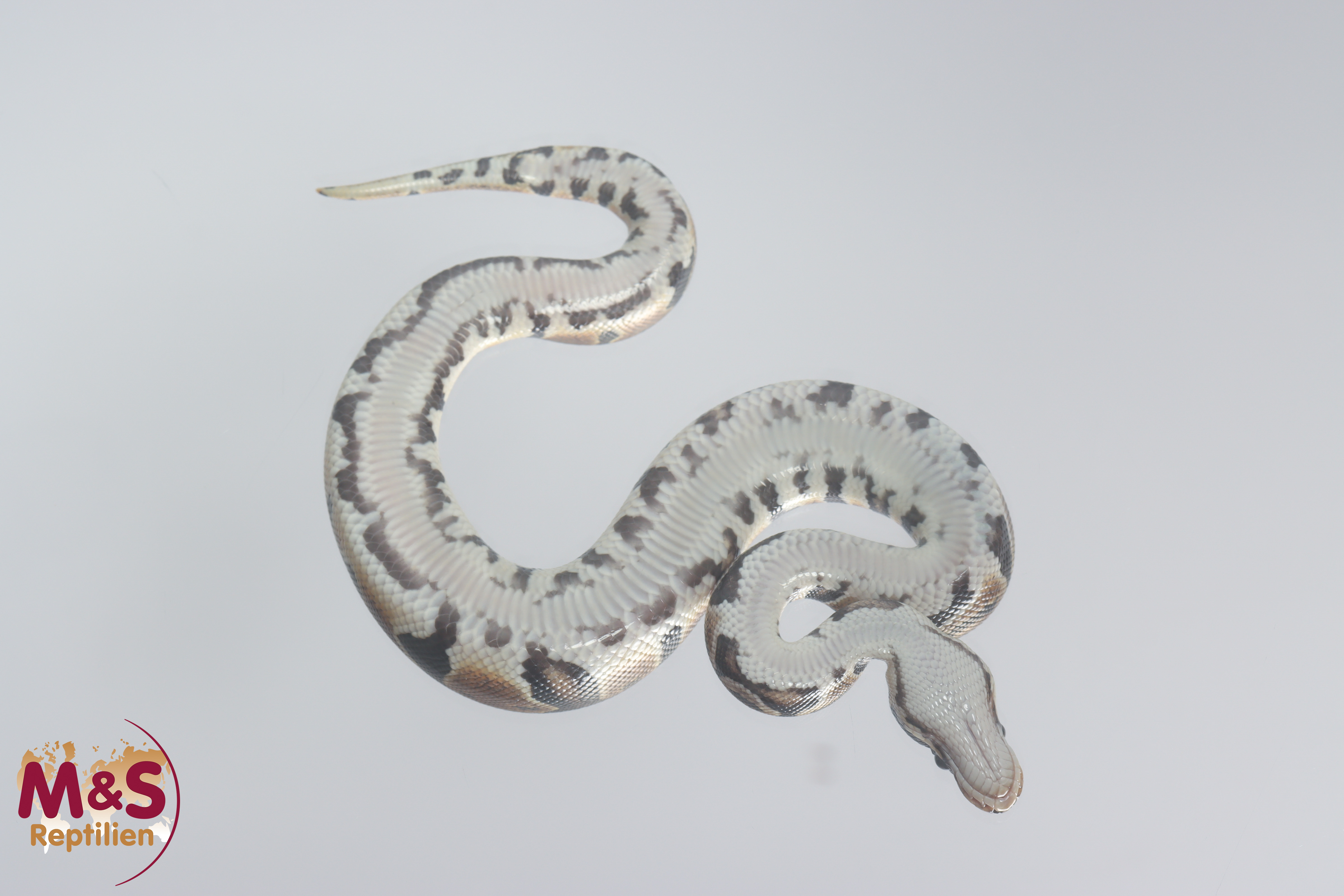 1.0 (Male) 100% doppel hetero Albino - Piebald Königspython NZ´M&S´22 ...