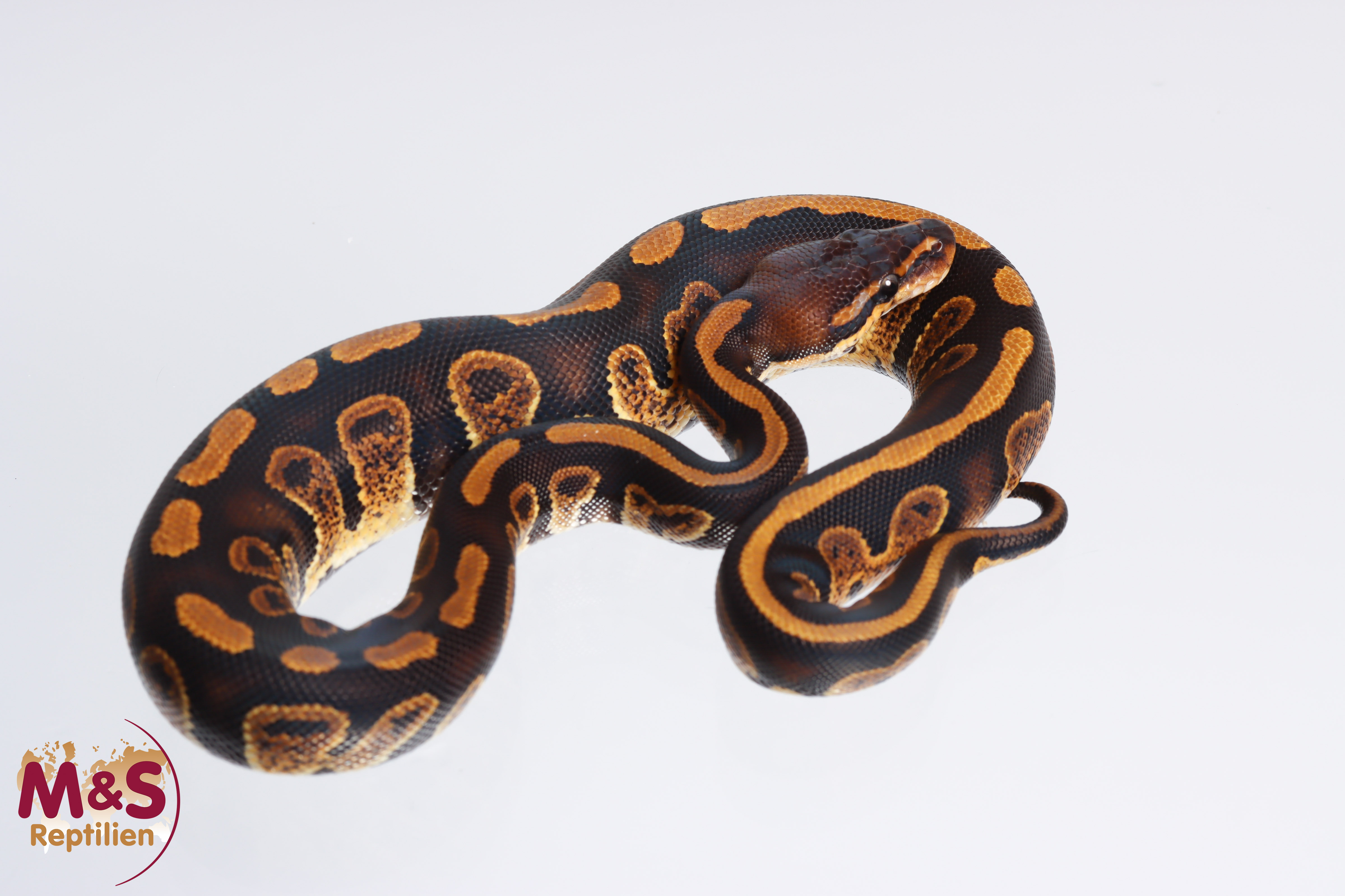 0.1 (Female) Stranger - 100% hetero Clown 50% poss. hetero Piebald ...