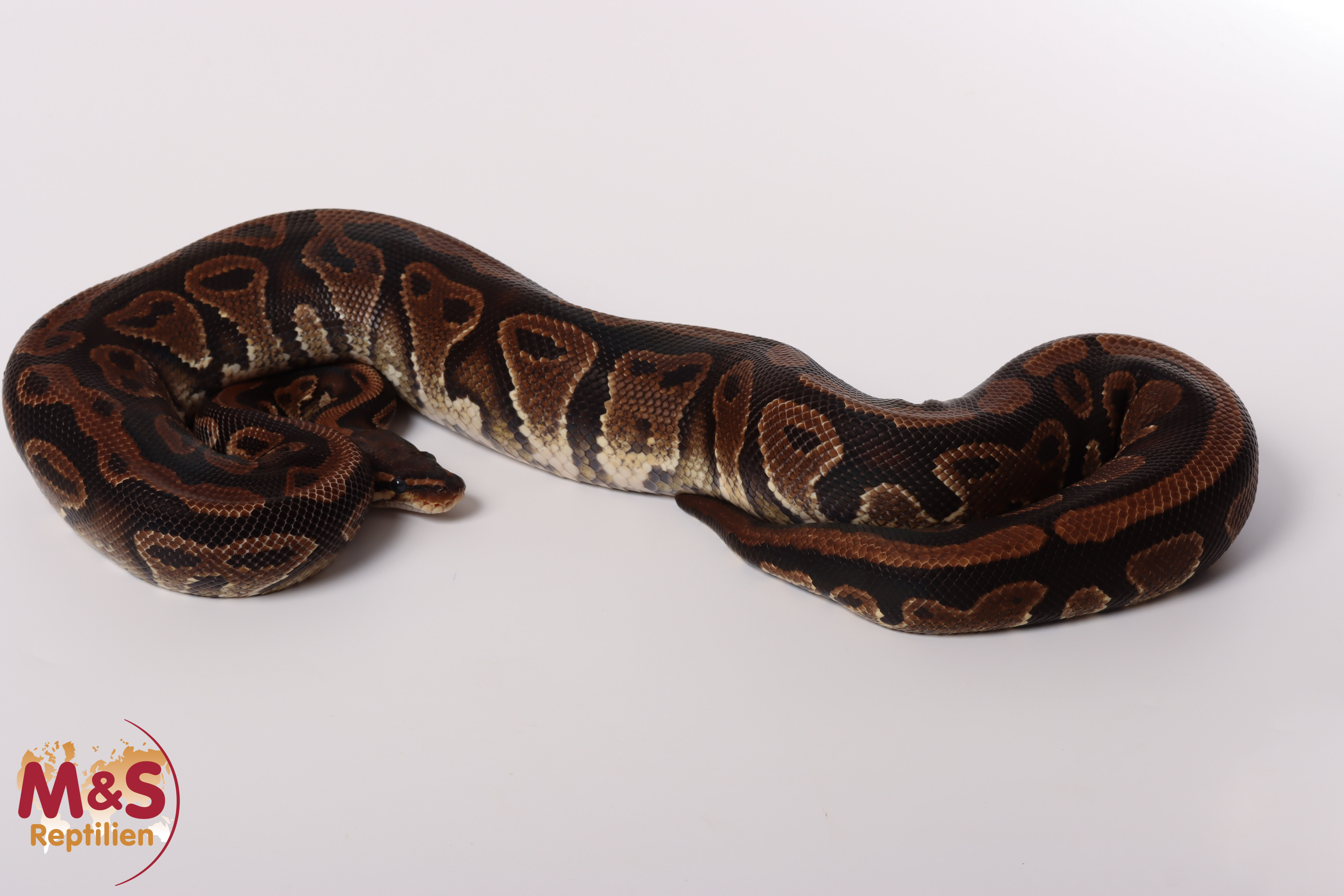 0.1 (Female) 100% hetero Albino Poss. Gravel KönigspythonNZ´M&S´16 ...