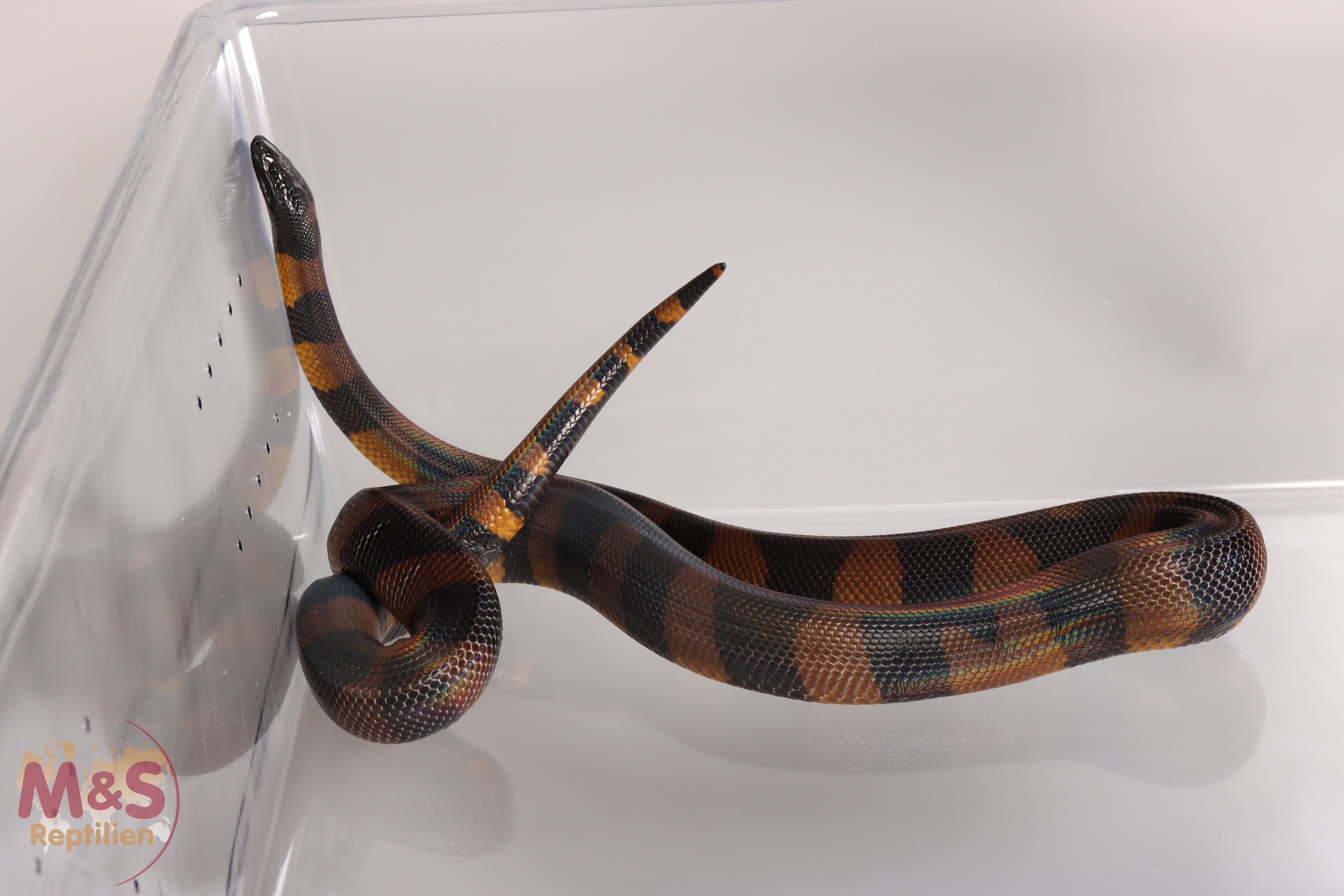 Bismarck Ringpython NZ´21 (ca. 140 cm) Bothrochilus boa (Symbolbild ...