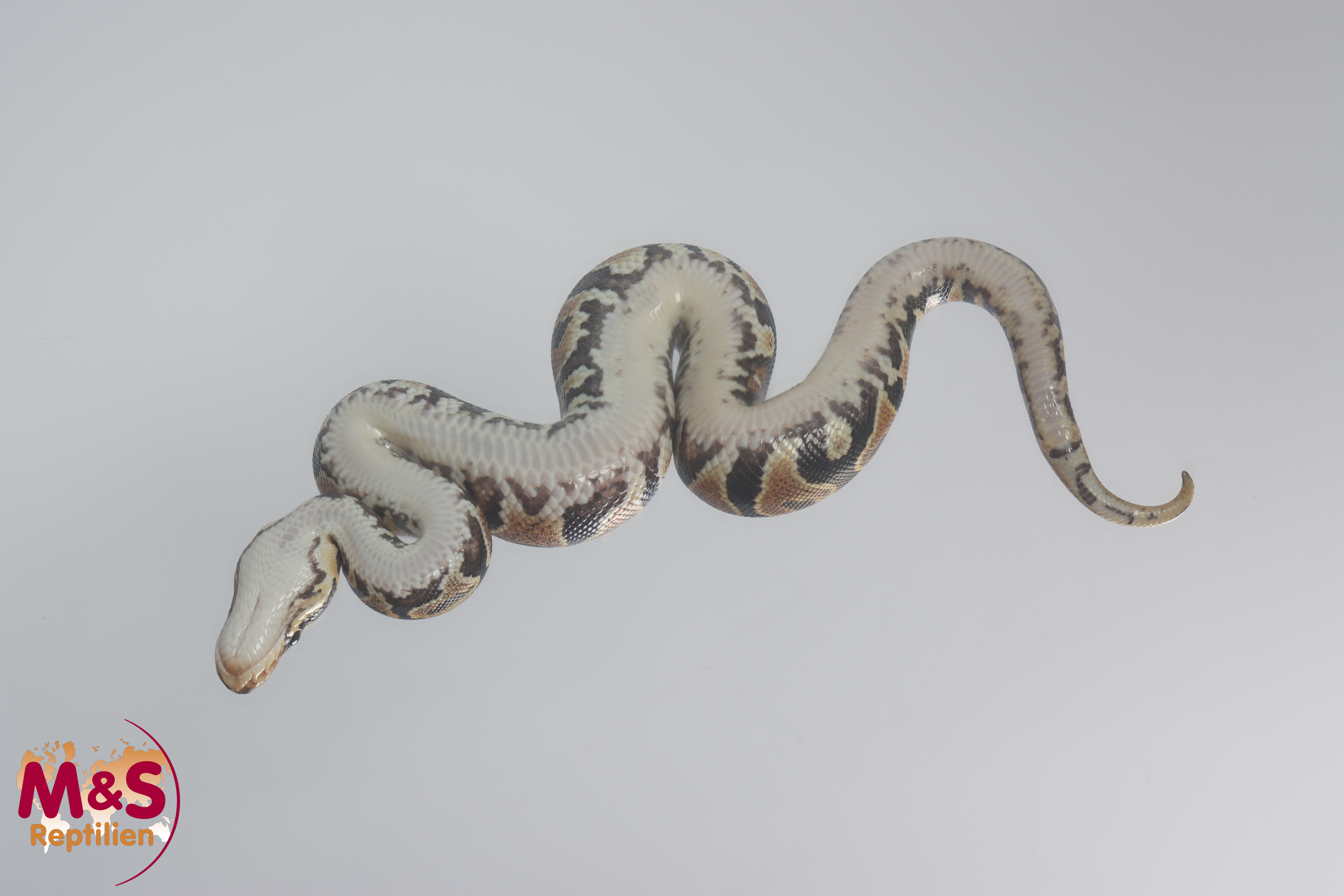 0.1 (Female) poss. Gravel Königspython NZ´M&S´22 Python regius | Just ...
