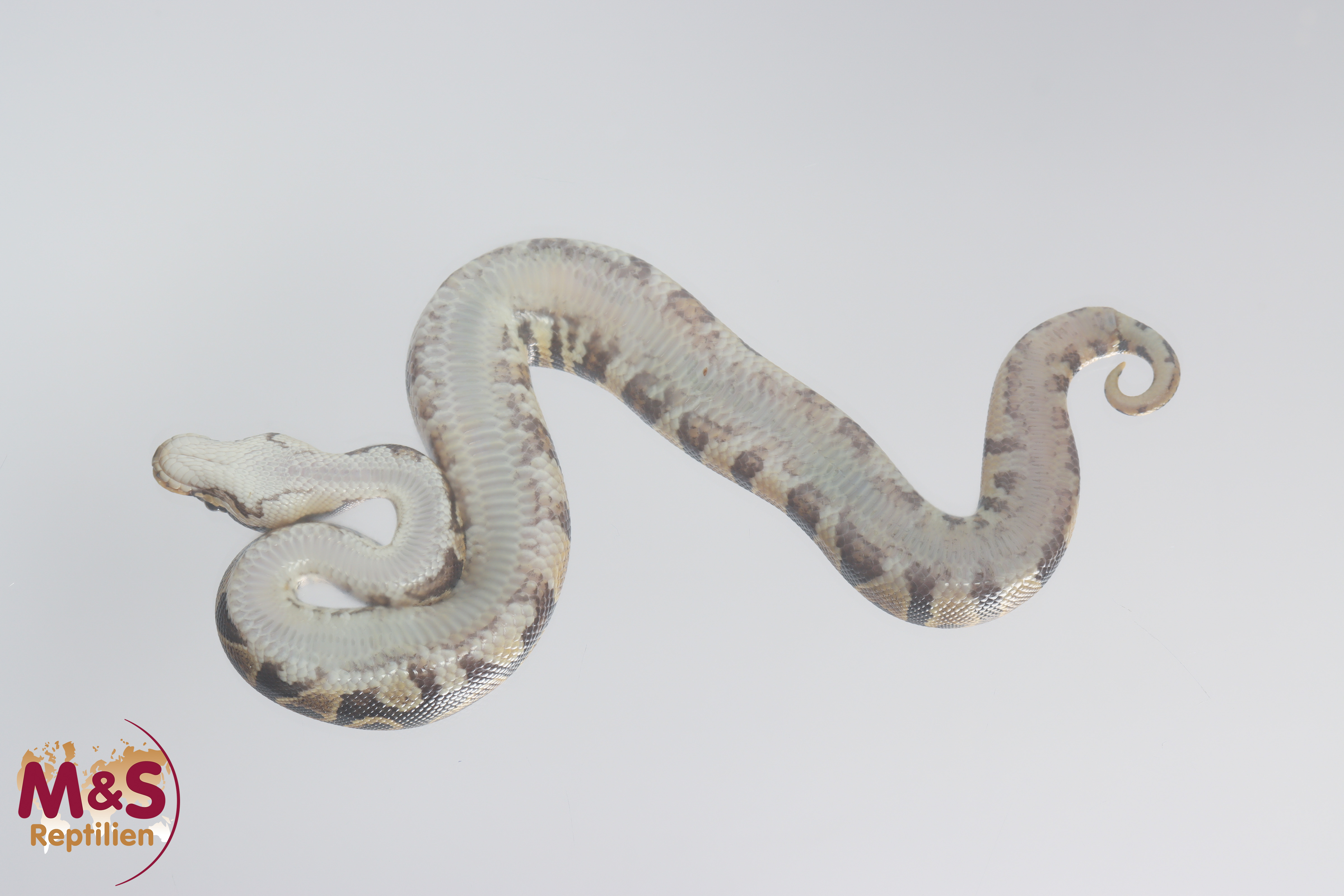 1.0 (Male) Gravel 50% pos. hetero Ultramel Königspython NZ´M&S´22 ...