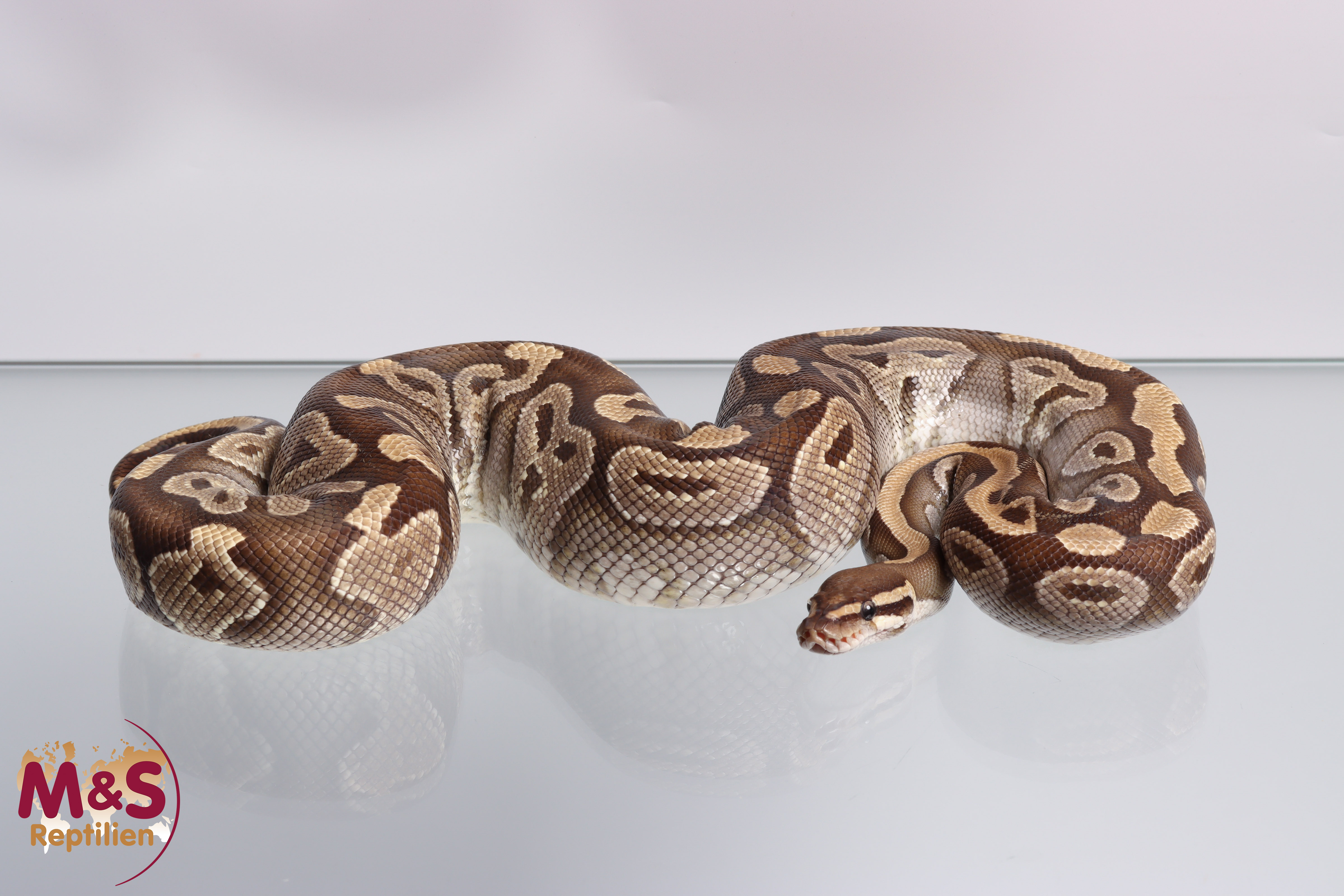 0.1 (Female) Mojave poss. Specter Königspython NZ´M&S'15 Python regius | Mojave medium - Large ...