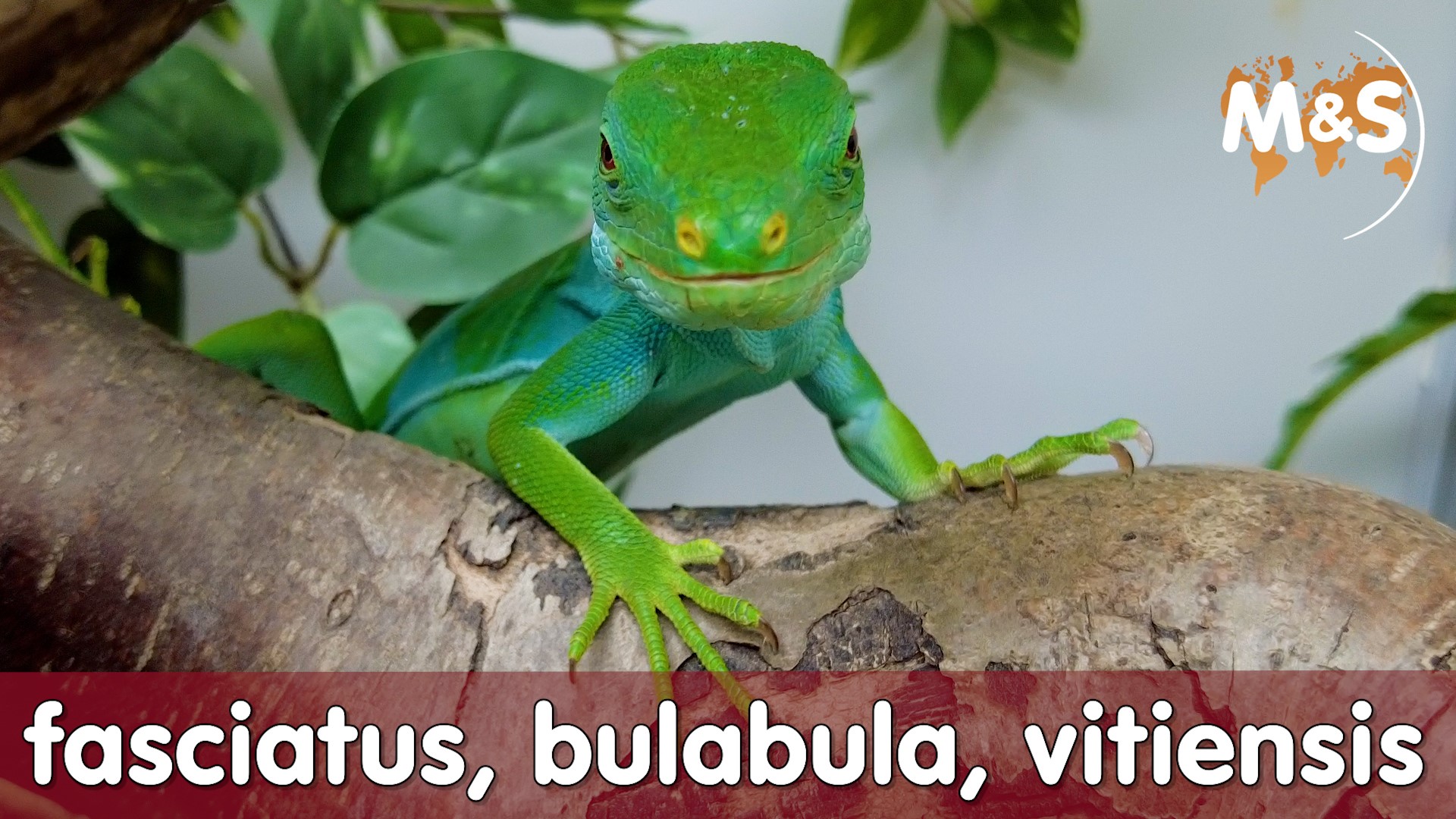 Brachylophus Arten | fasciatus, bulabula, vitiensis | Blog / Reptil TV ...