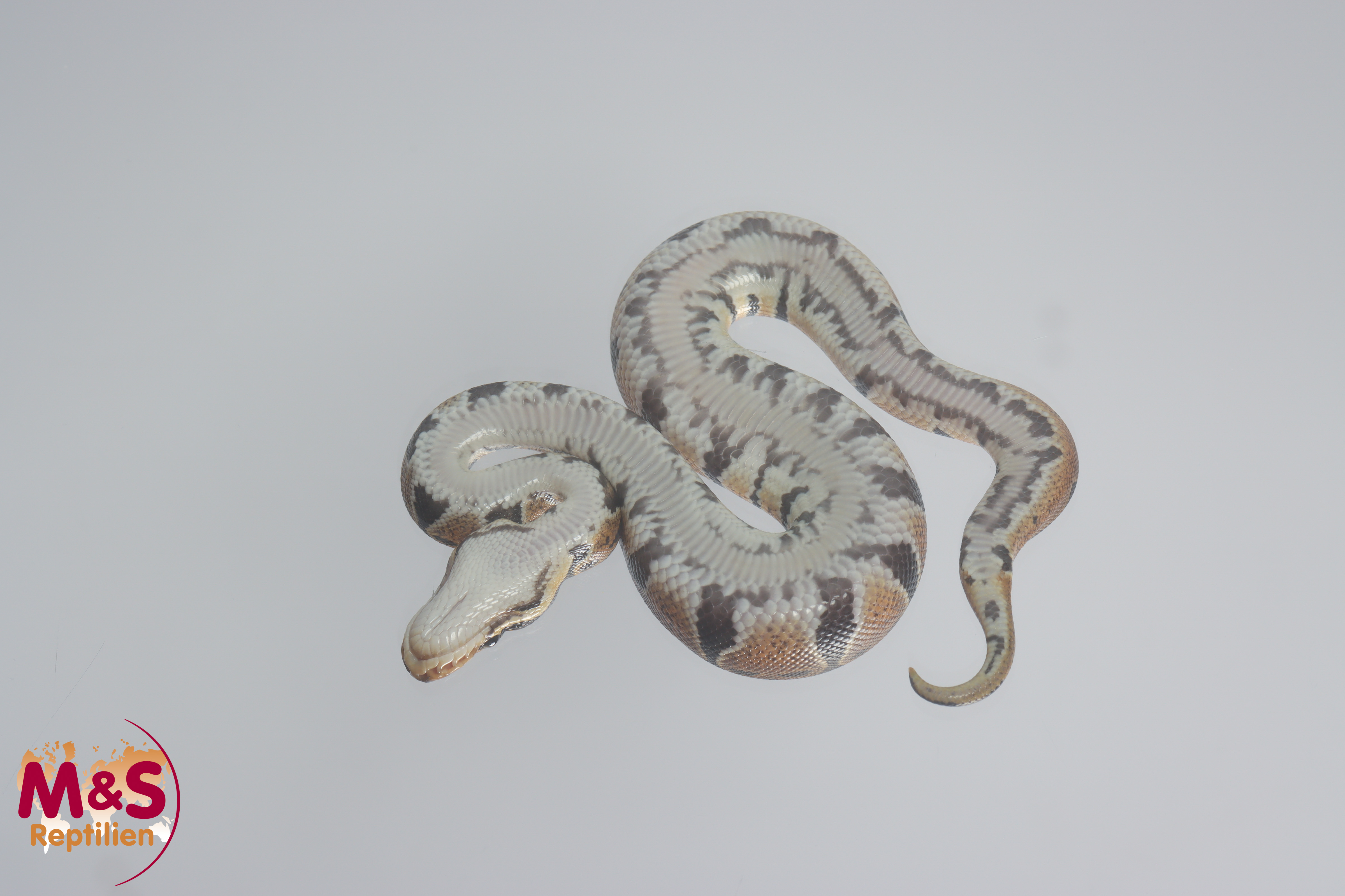 0.1 (Female) 66% poss. triple het. Albino - Sunset - Ultramel Königspython NZ´M&S´22 Python ...