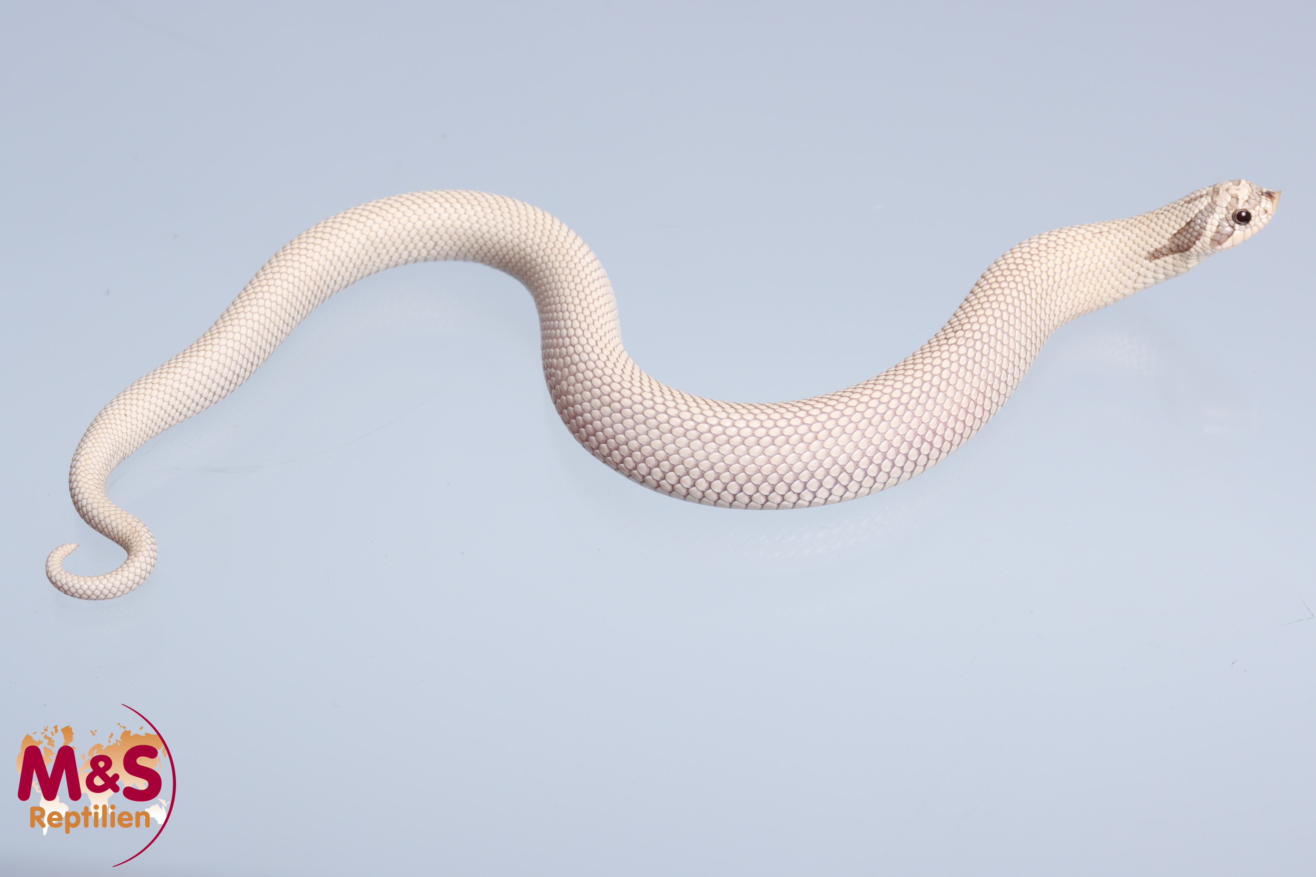 Hakennasennatter "Toxic Superconda" NZ´24 (ca. 20cm) Heterodon n ...