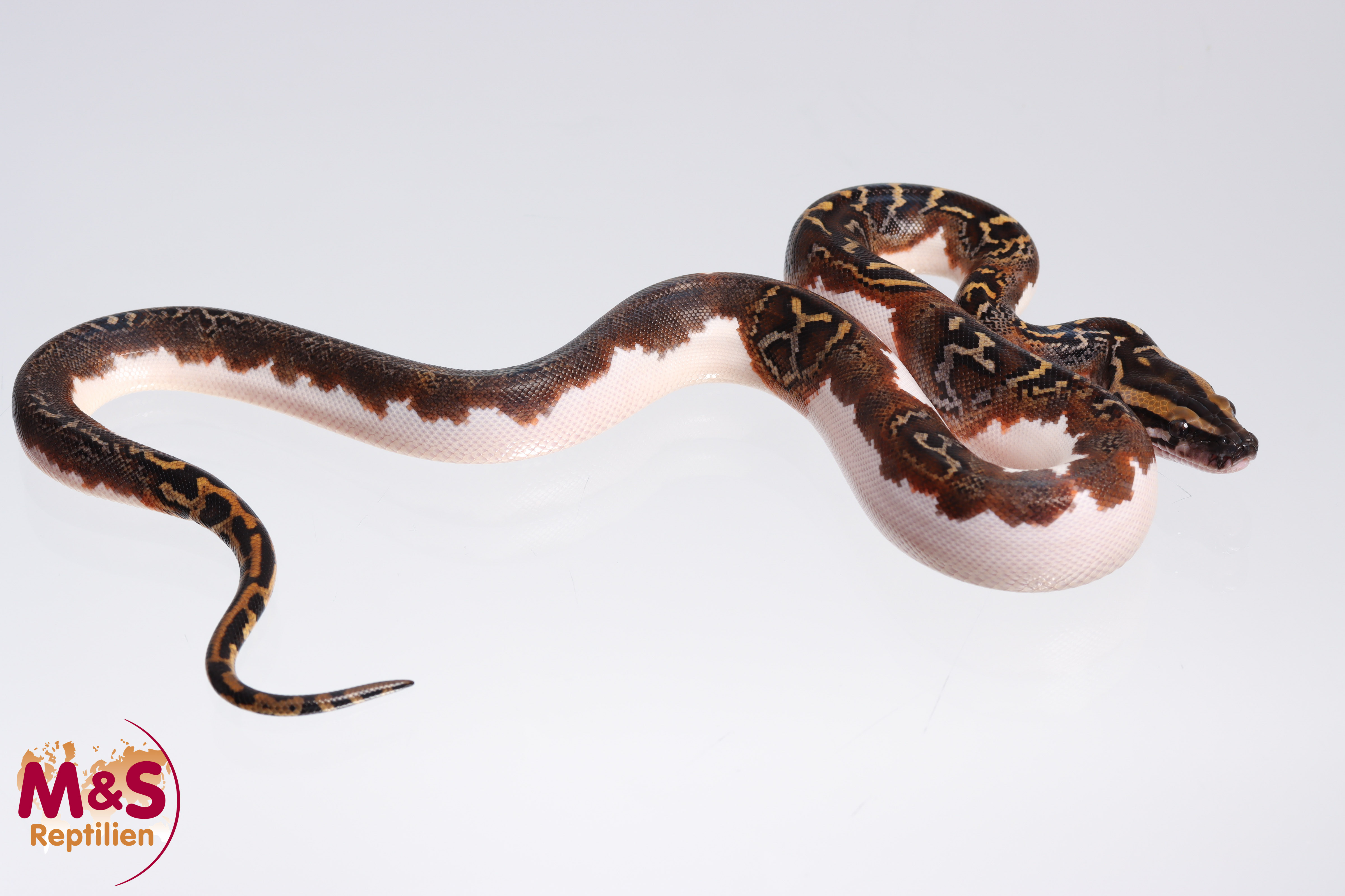 0.1 (Female) Piebald 66 % het Caramel Tigerpython NZ' 23 (small) Python ...