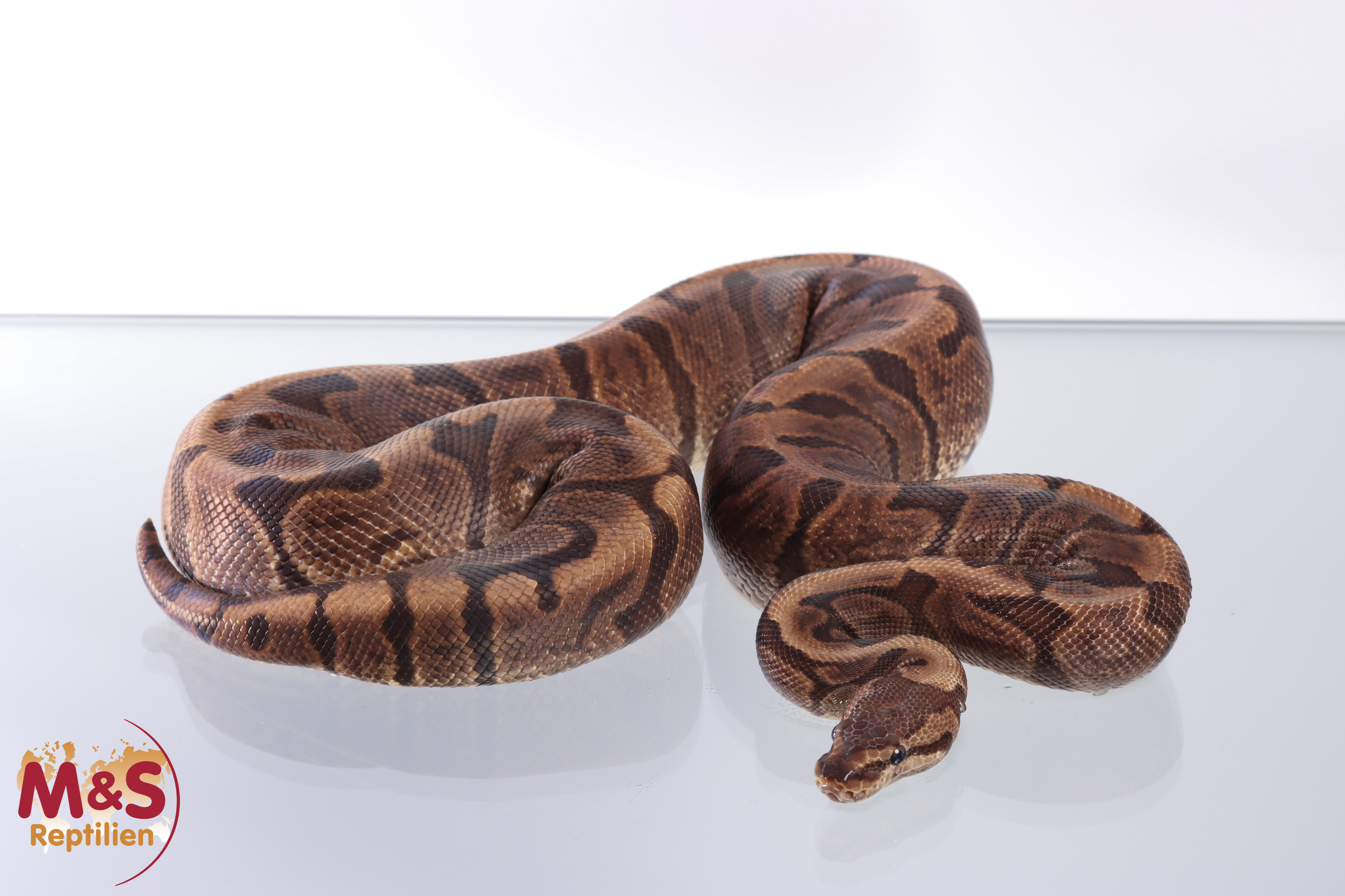 0.1 (Female) GHI Woma Königspython NZ´M&S´18 Python regius | Woma ...