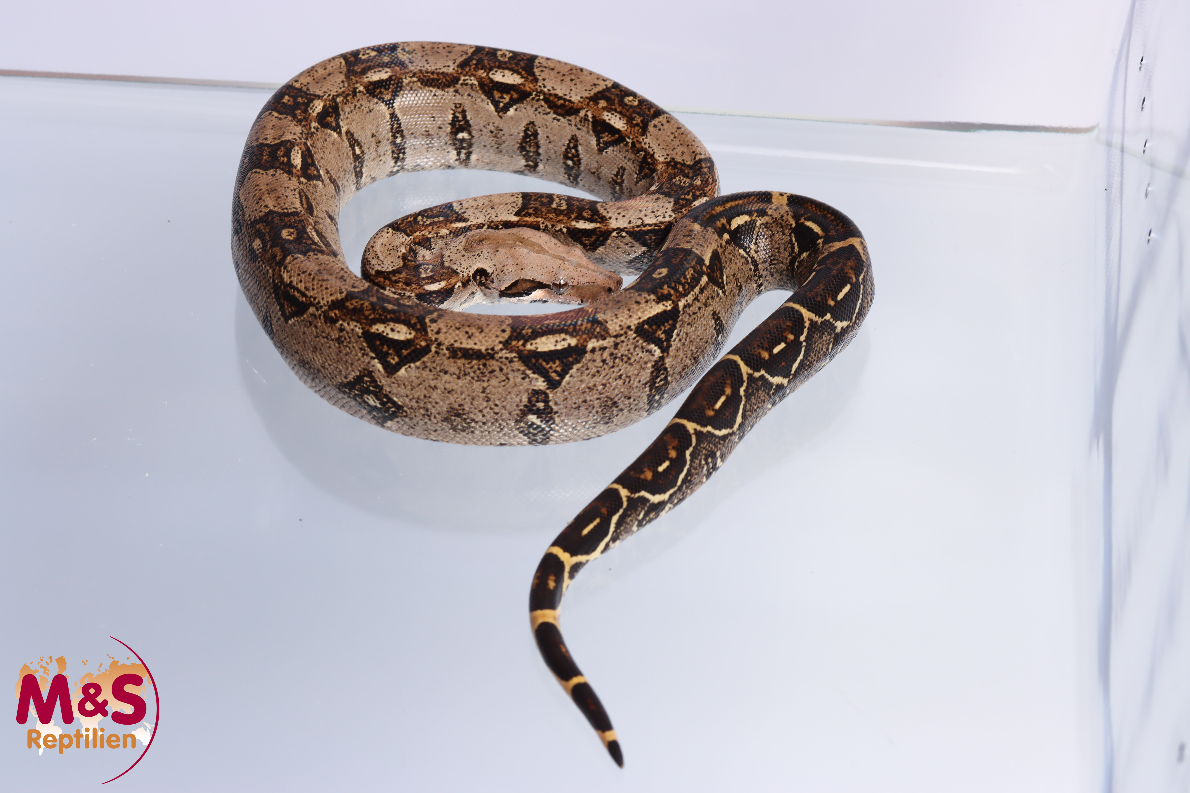 Abgottschlange-Mix NZ´24 (ca. 40 cm) Boa constrictor | Boas | Snakes ...