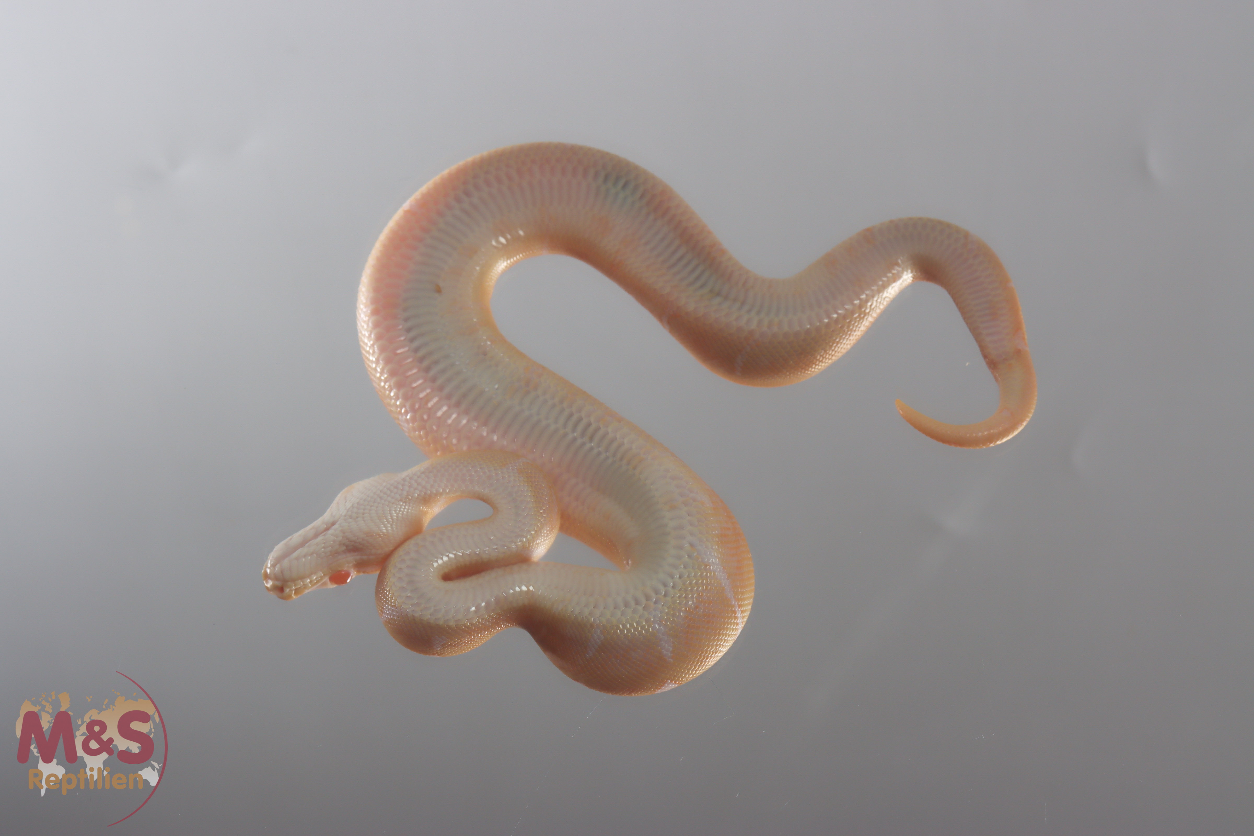 1.0 (Male) Albino - Scaleless Head - Spider Königspython NZ´M&S´21 ...
