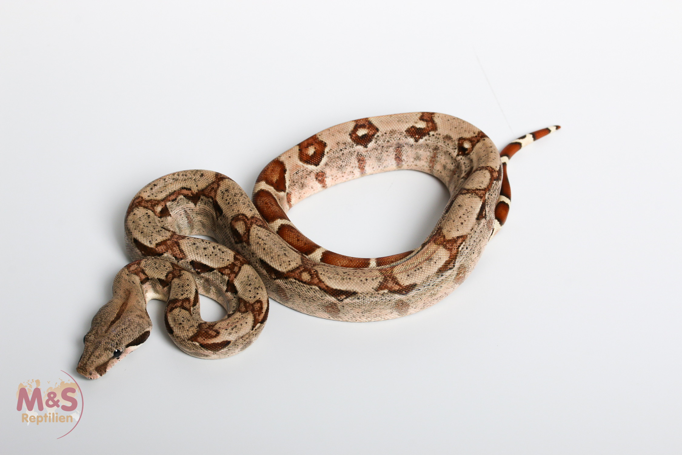 Salmon Boa NZ´24 (ca. 40 cm) Boa constrictor imperator | Boas | Snakes ...