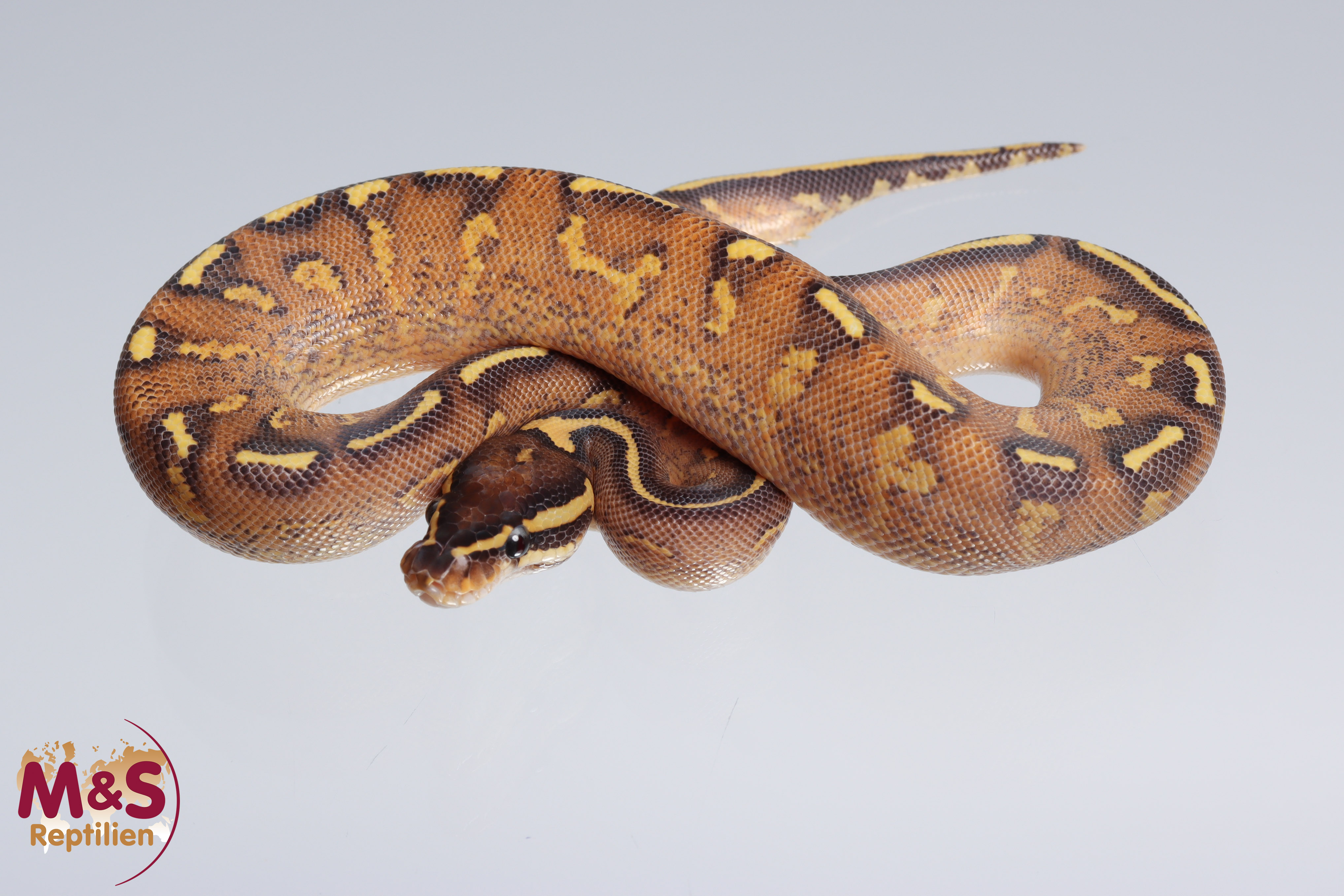 1.0 (Male) Super Gravel Königspython NZ´M&S´22 Python regius | Gravel ...