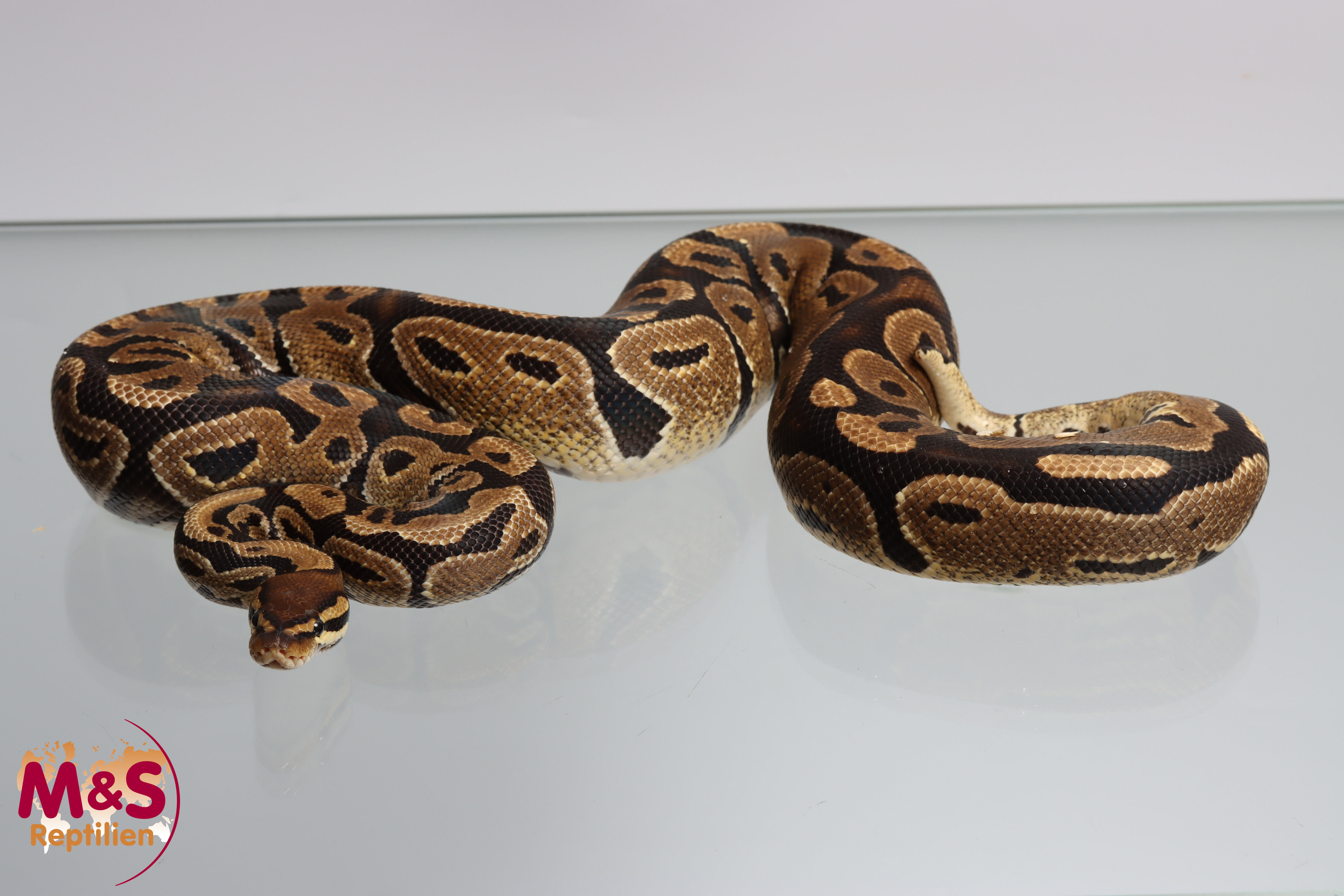 1.0 (Male) 100 % hetero Sunset 66% poss Albino- Ultramel Königspython ...