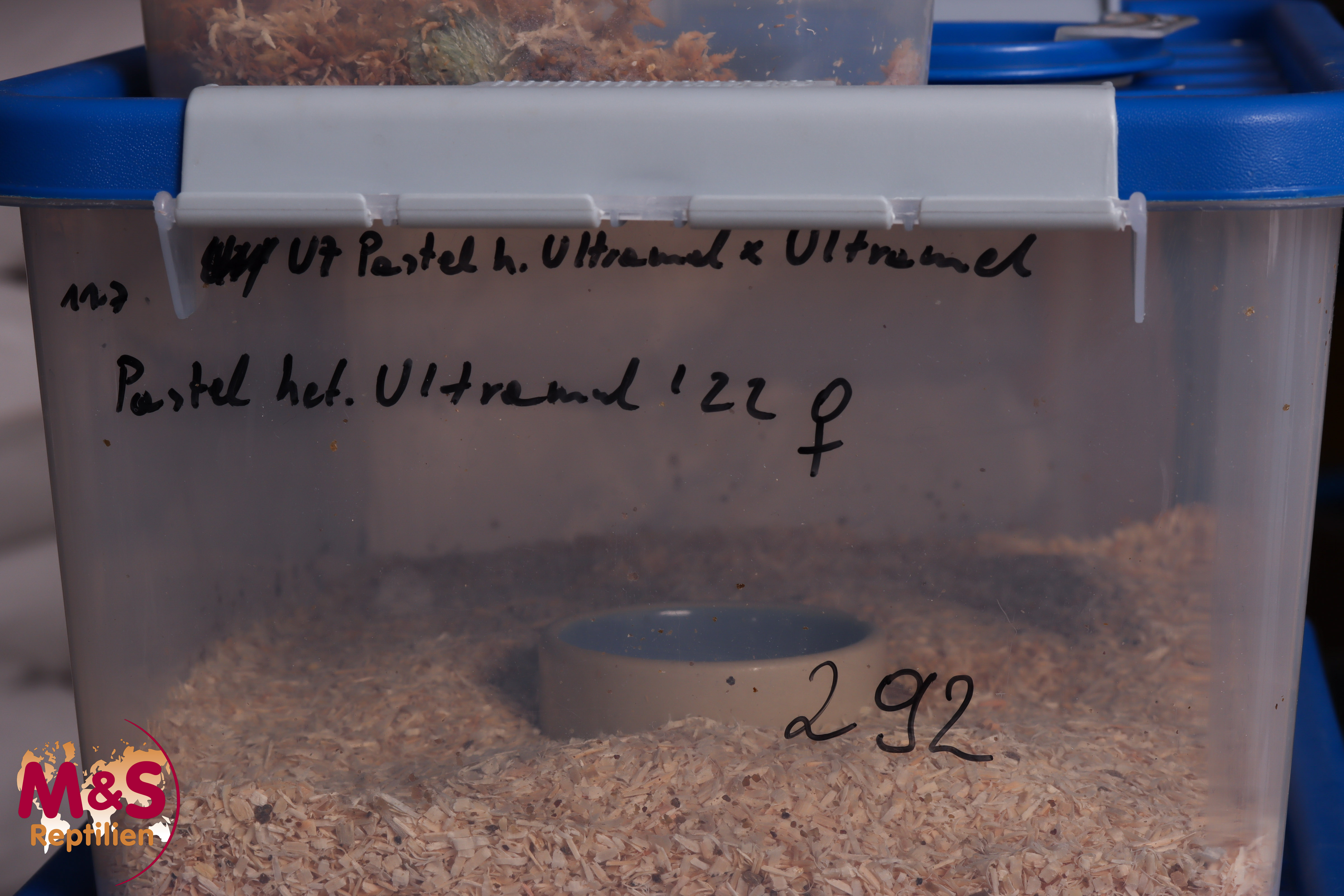 0.1 (Female) Pastel 100% hetero Ultramel Königspython NZ´M&S´22 Python ...