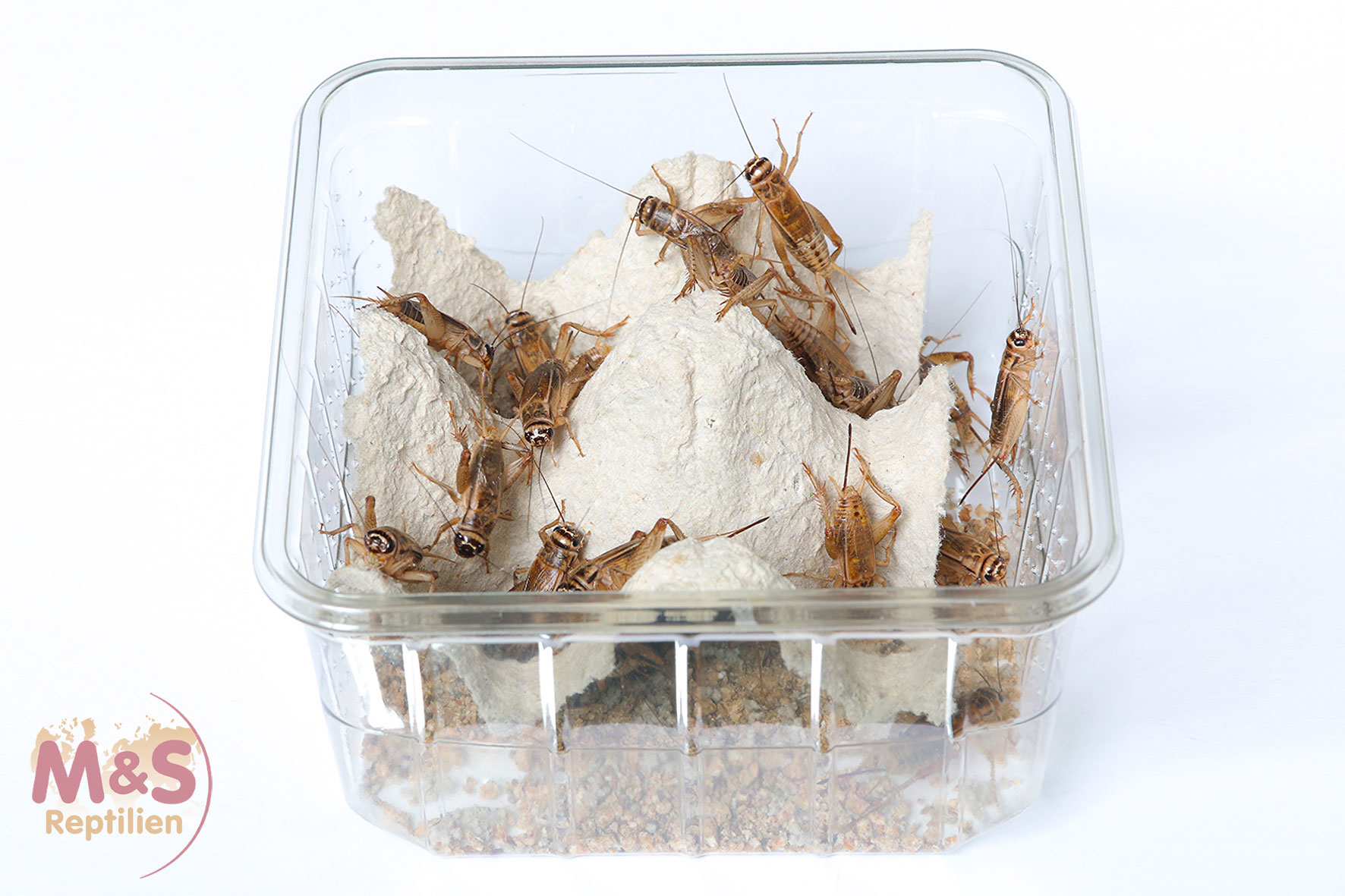 Heimchen, groß | Futterinsekten | Futter | M&S Reptilien - Der ...