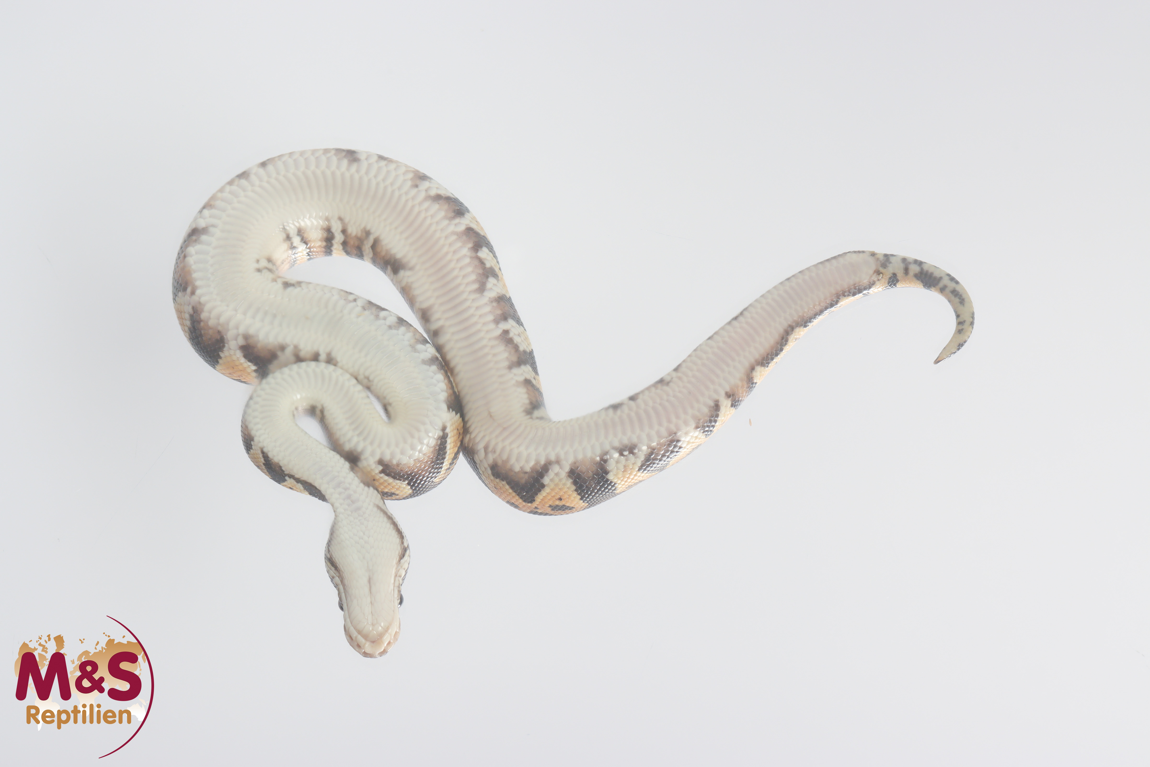 1.0 (Male) Black Head - Pastel Königspython NZ´M&S´22 Python regius ...