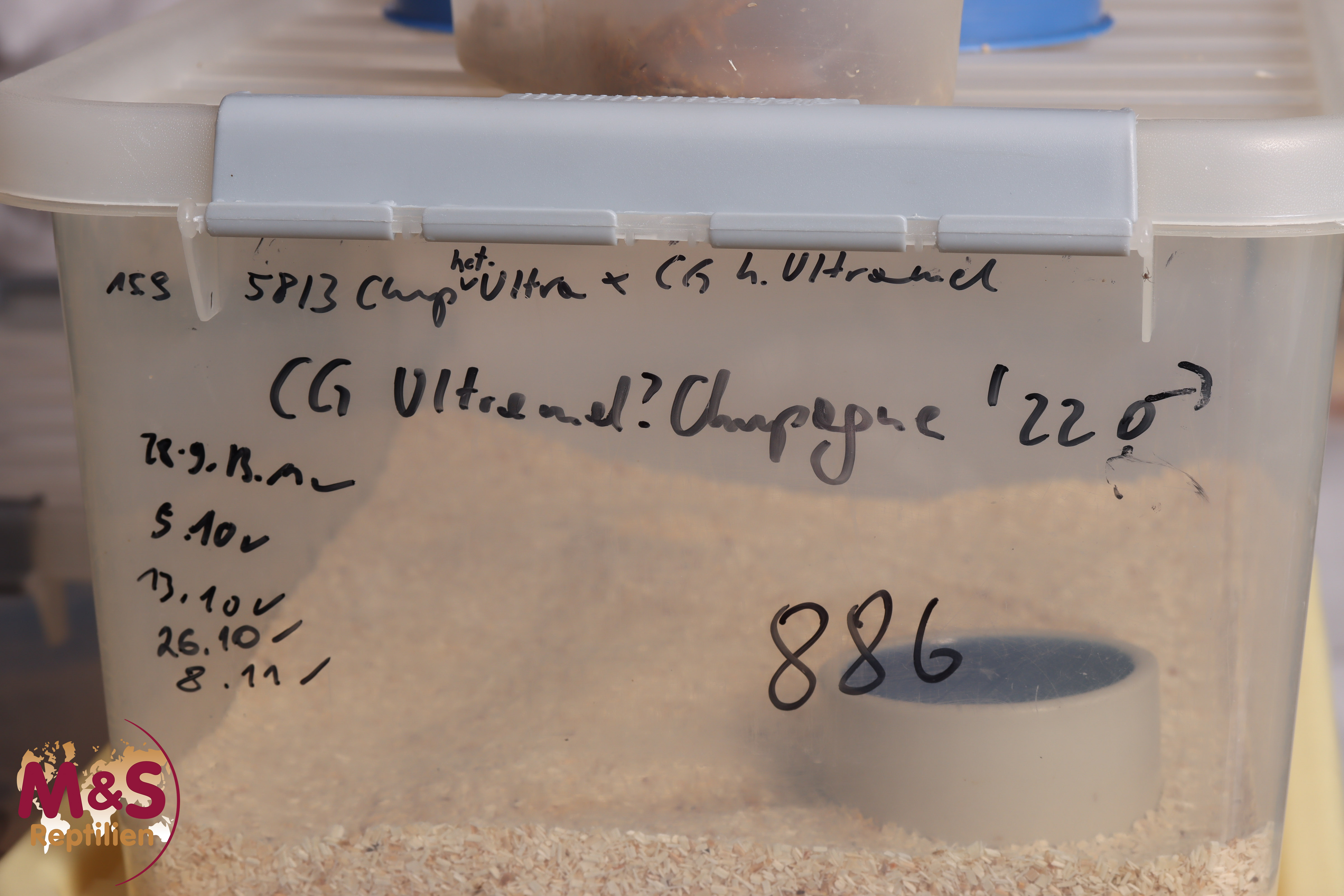 1.0 (Male) Ultramel ? - Coral-Glow (Banana) - Champagne Königspython NZ ...