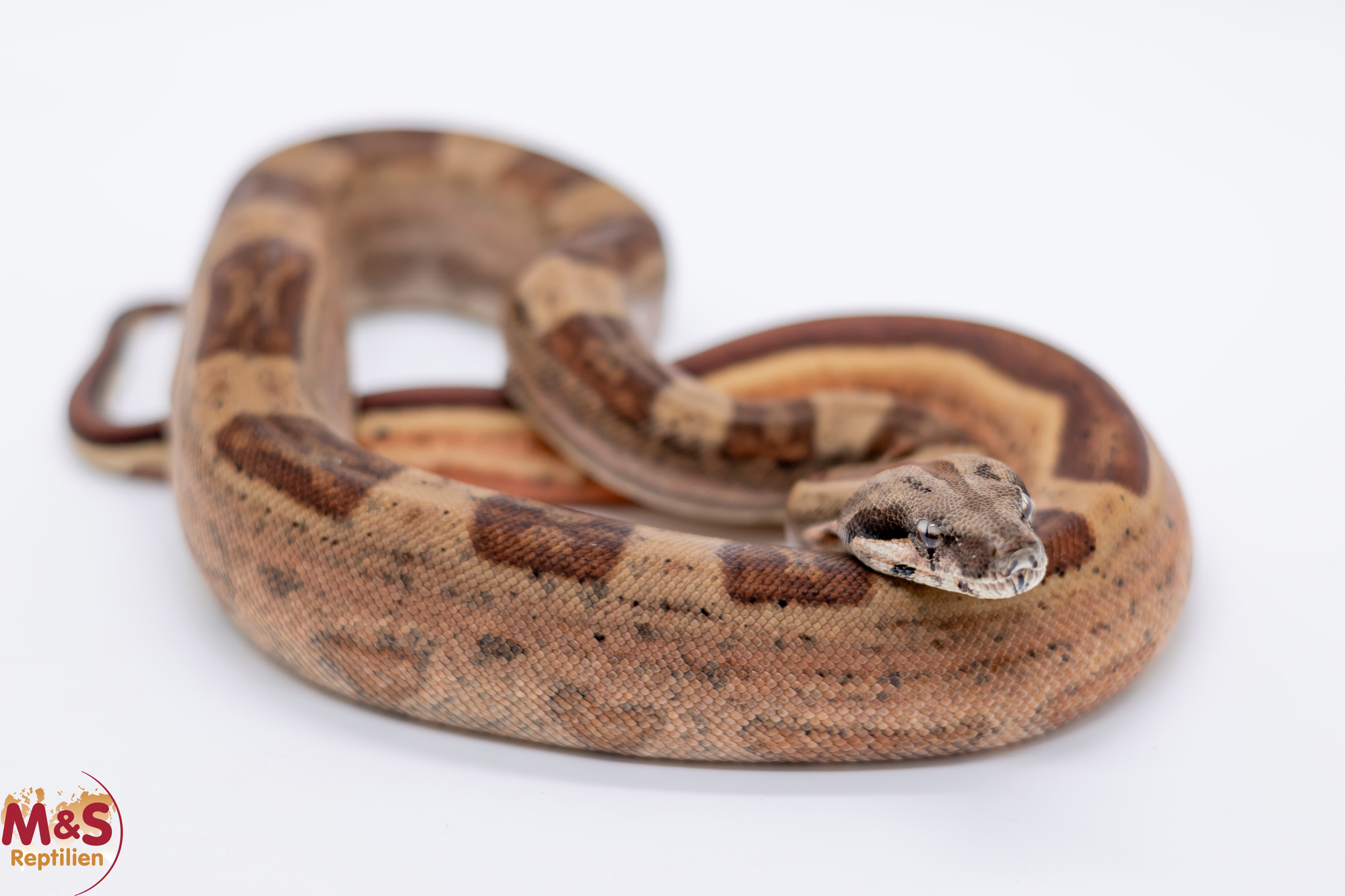 Hypo Motley Jungle Boa NZ´24 (ca. 40 cm) Boa c. imperator (Symbolbild ...