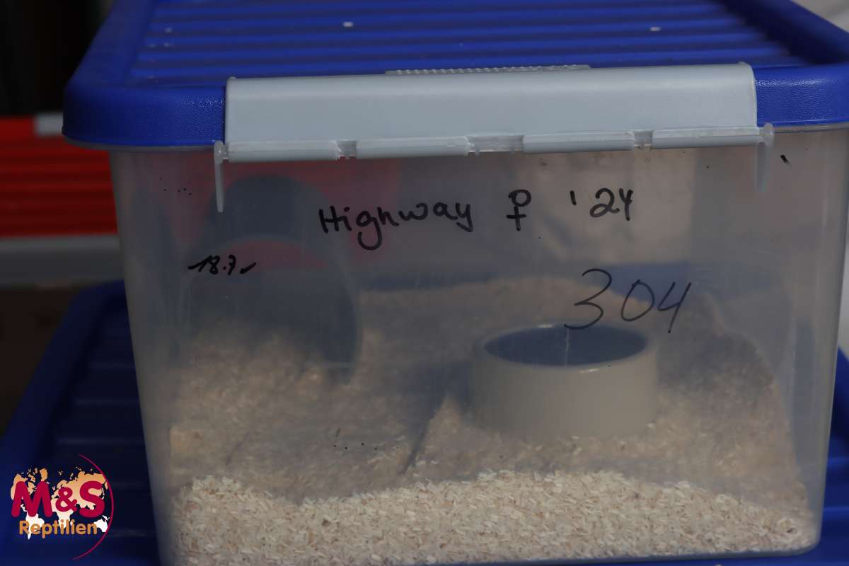 1.0 (Male) Highway (Gravel Yellowbelly) Königspython NZ´M&S´24 Python regius | Yellowbelly small ...