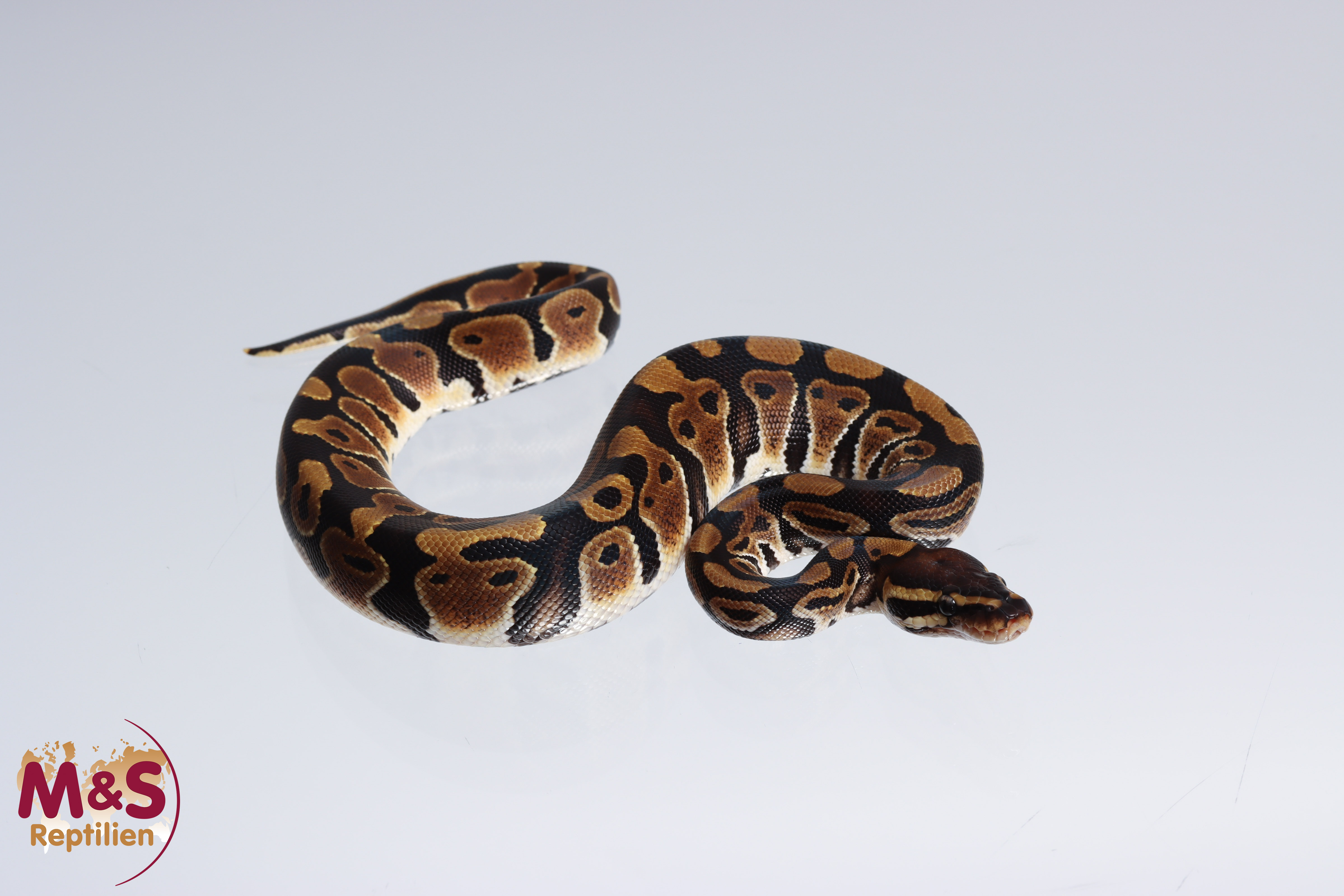 1.0 (Male) 100% doppel hetero Albino - Piebald Königspython NZ´M&S´22 Python regius | Albino ...