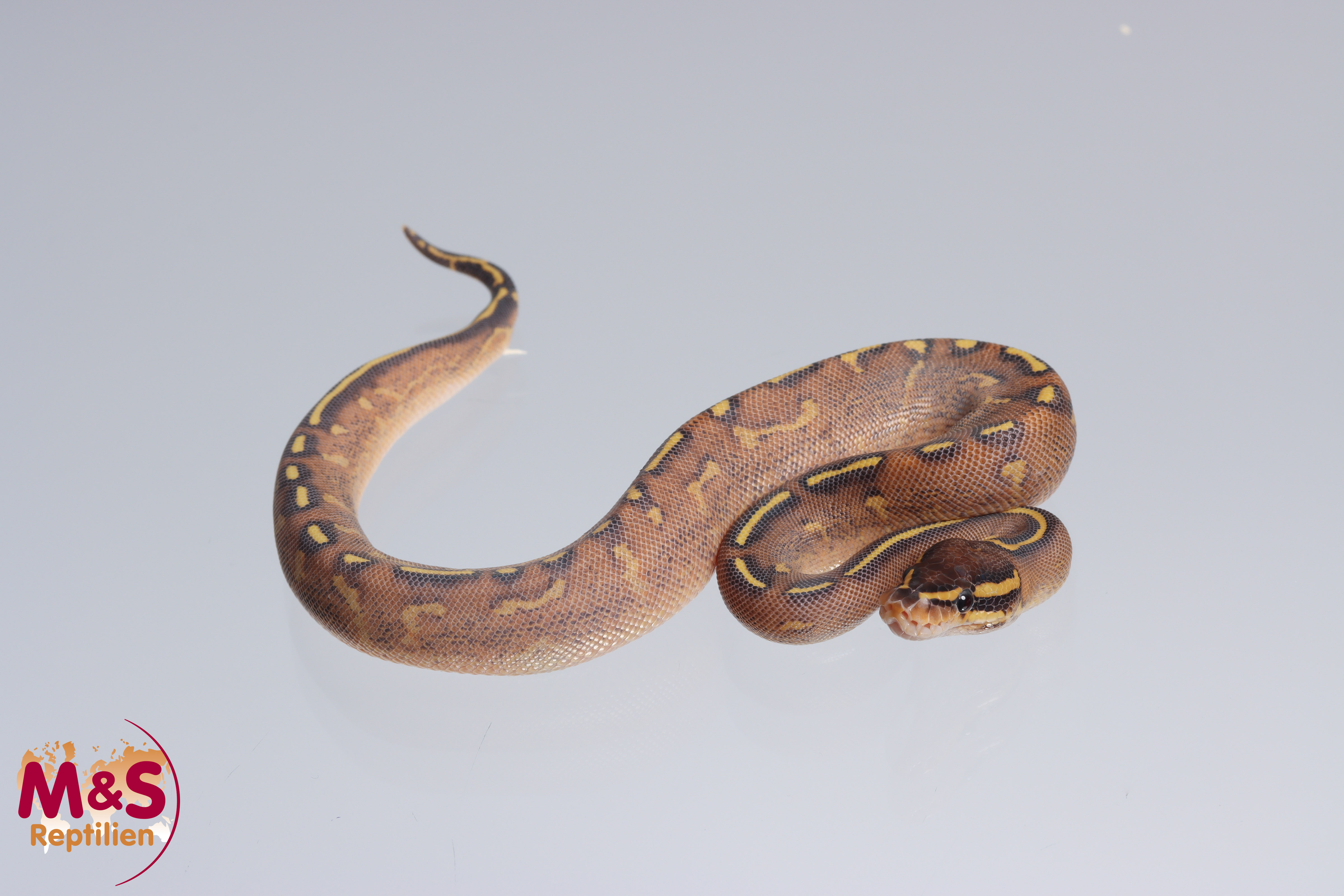 0.1 (Female) Super Gravel Königspython NZ´M&S´22 Python regius | Gravel ...