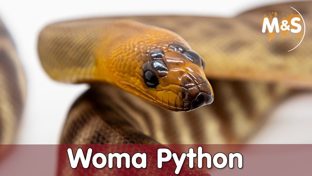 Woma Python | Aspidites ramsey | Blog / Reptil TV | Service | M&S ...