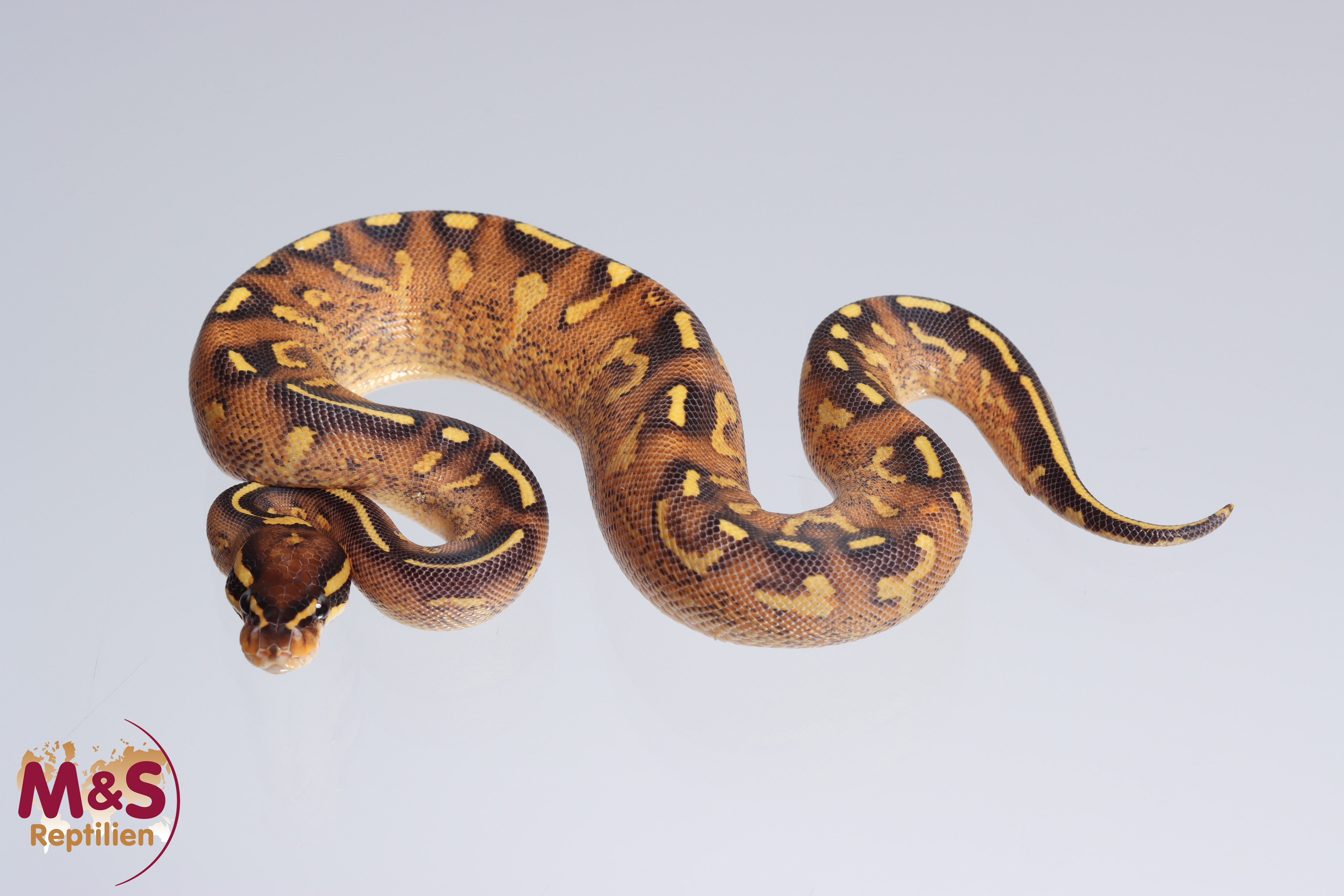 1.0 (Male) Super Gravel Königspython NZ´M&S´22 Python regius | Gravel ...