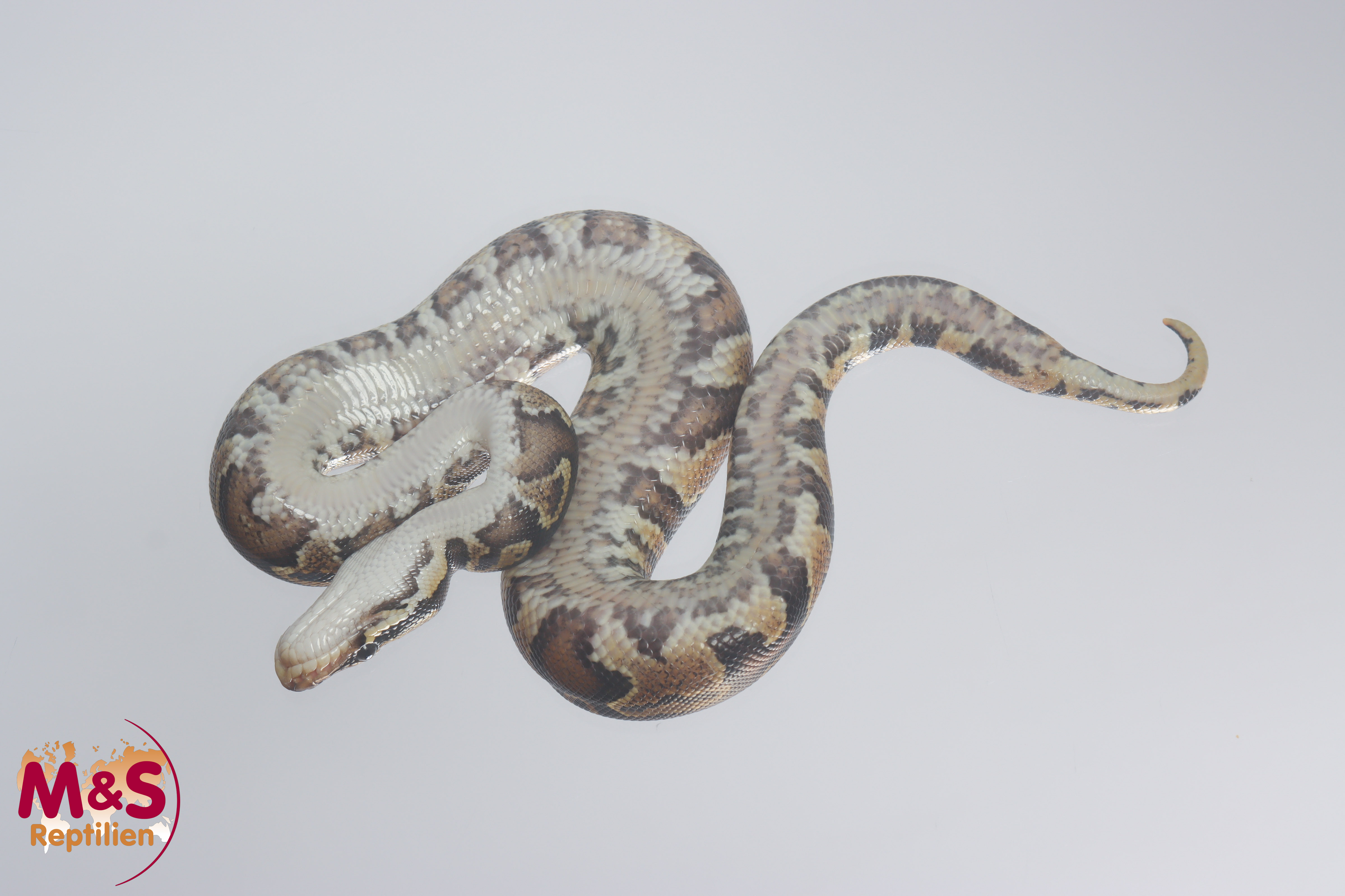 1.0 (Male) poss. Gravel Königspython NZ´M&S´22 Python regius | Just ...