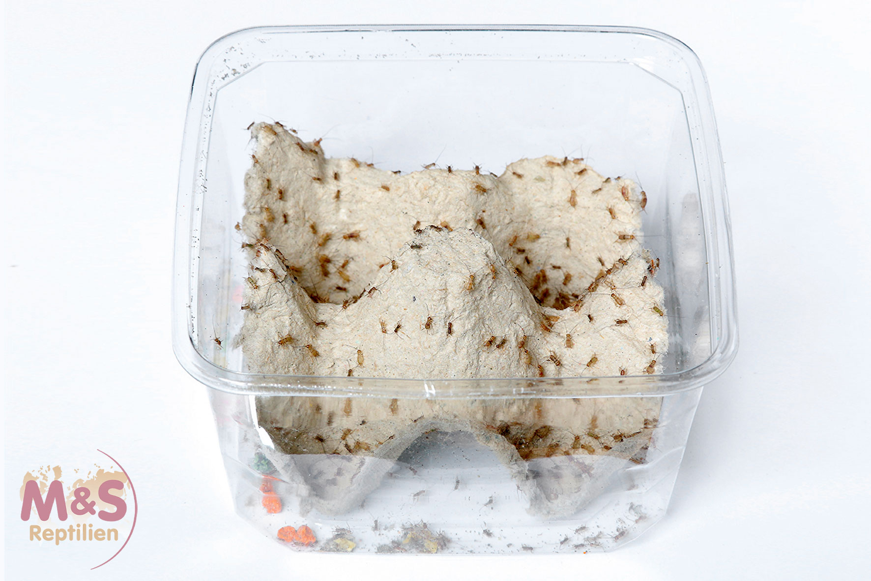 Heimchen, micro | Futterinsekten | Futter | M&S Reptilien - Der ...