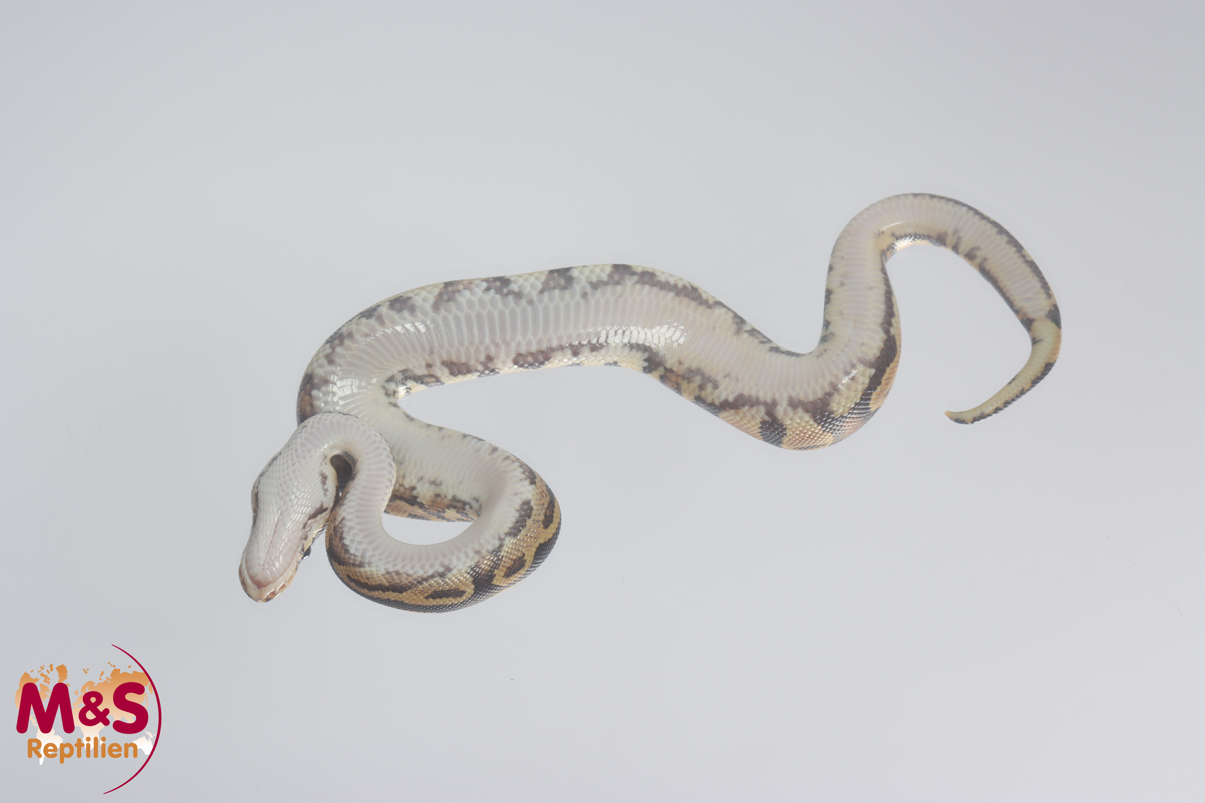 1.0 (Male) Fire - 100% hetero Piebald 50% pos. het. Lavender ...