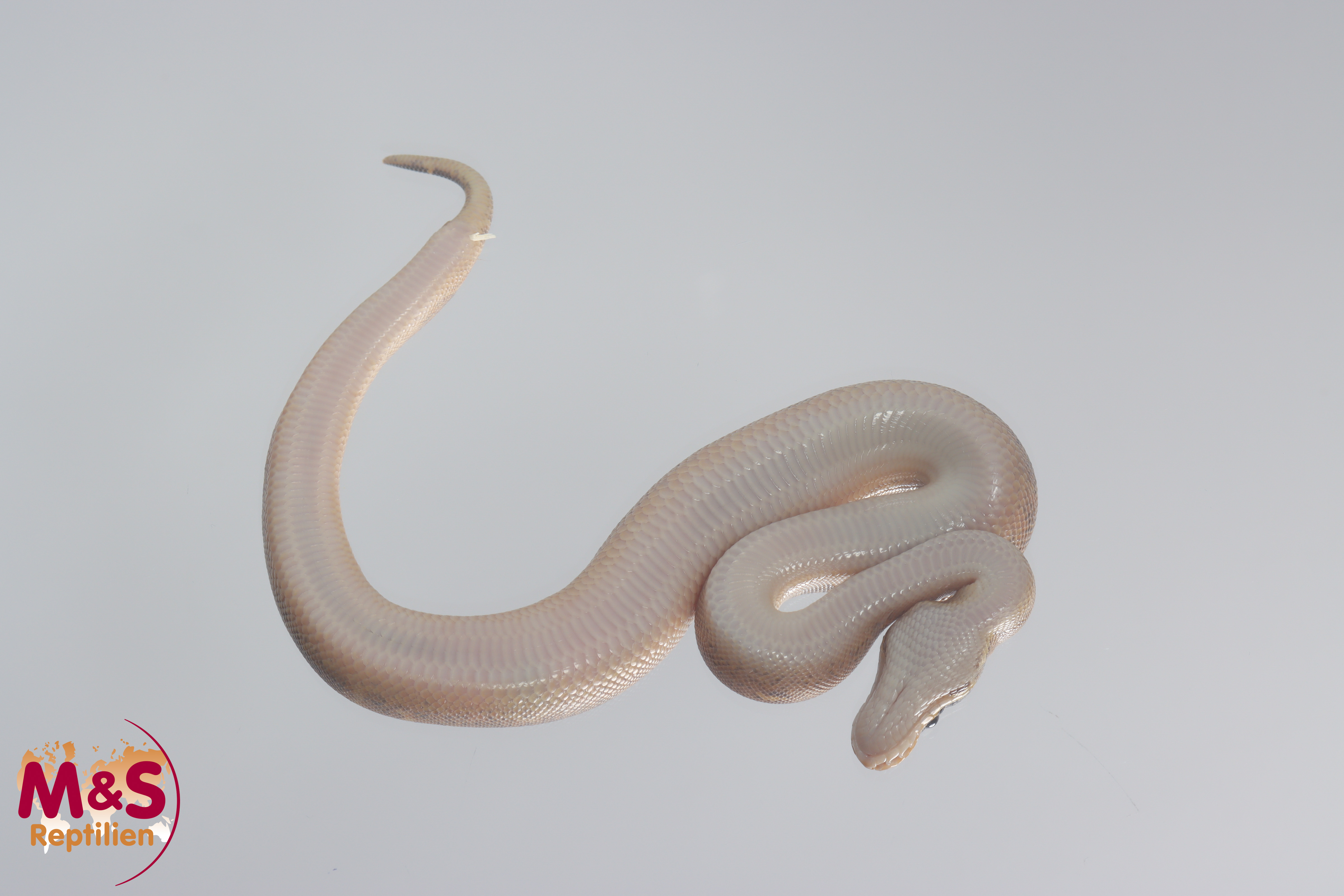 0.1 (Female) Super Gravel Königspython NZ´M&S´22 Python regius | Gravel ...