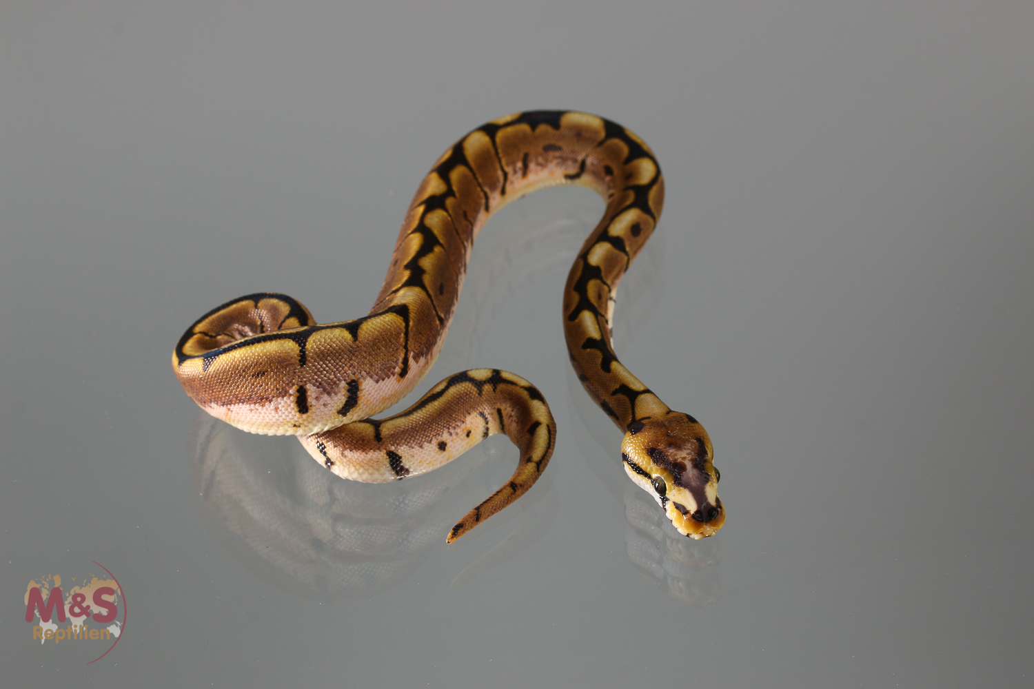 0.1 (Female) Spider, SH, 100 % hetero Albino Königspython NZ´M&S´18 ...