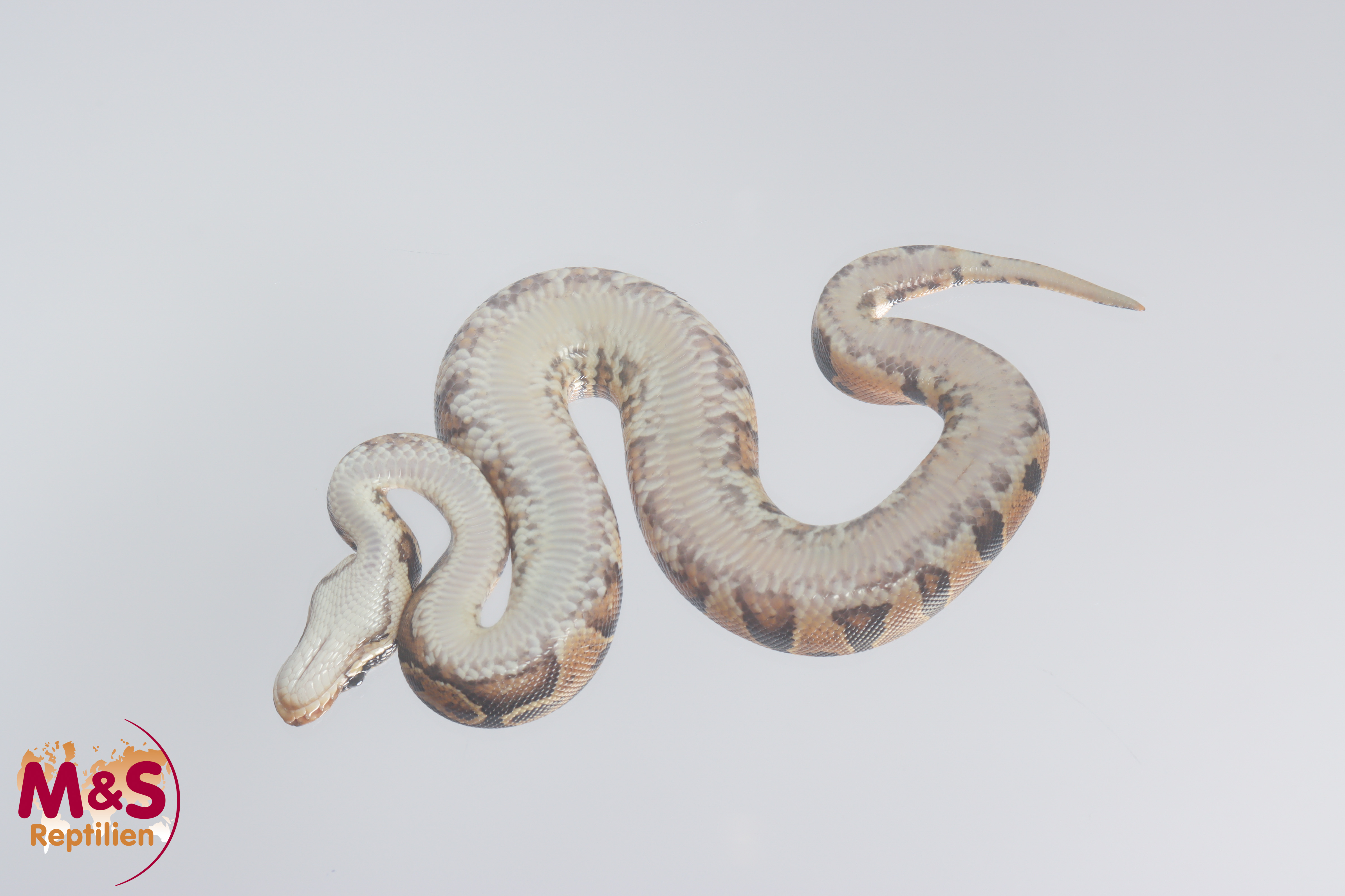 0.1 (Female) poss. Gravel Königspython NZ´M&S´22 Python regius | Gravel ...