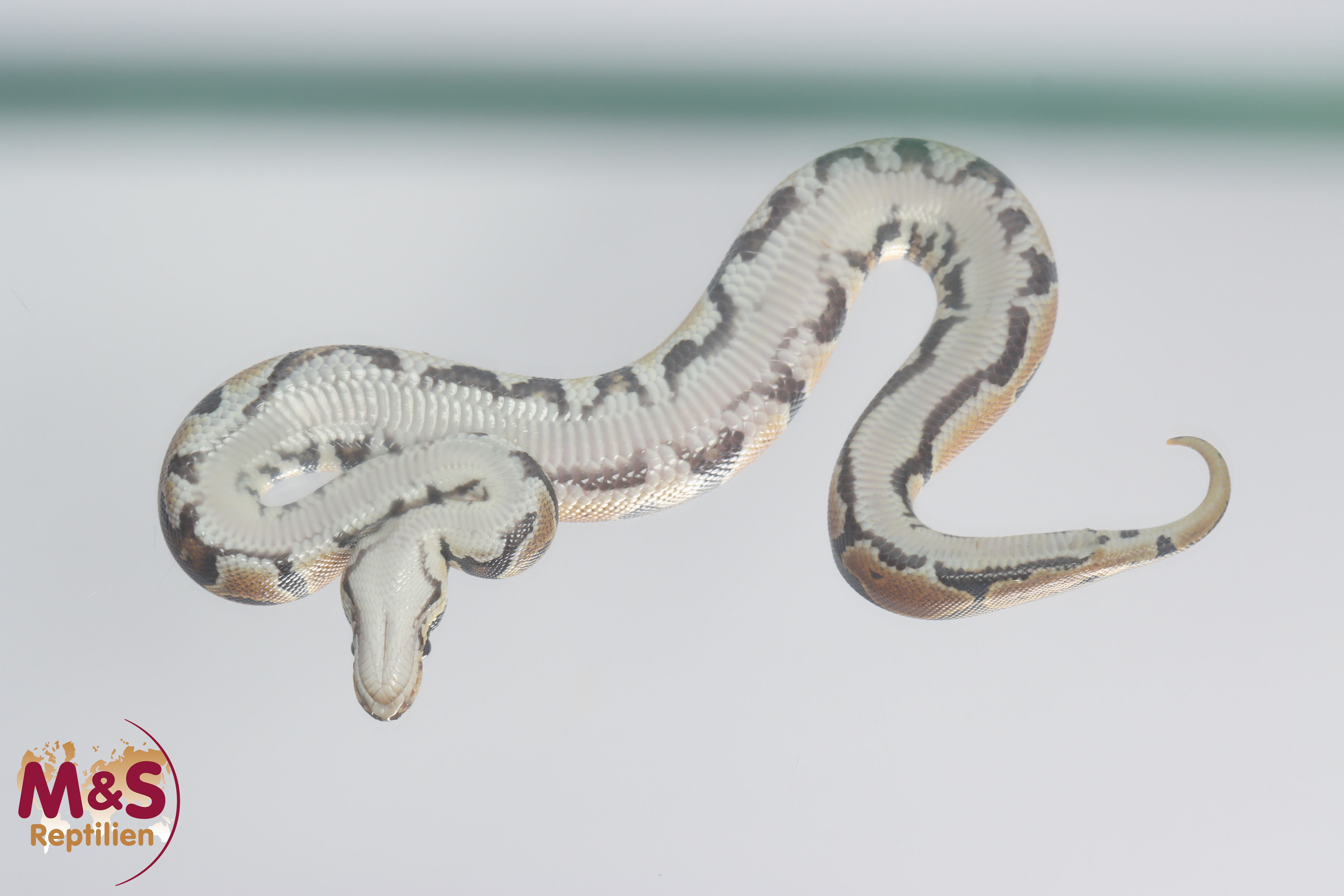 0.1 (Female) 100% doppel hetero Albino - Piebald Königspython NZ´M&S´22 ...