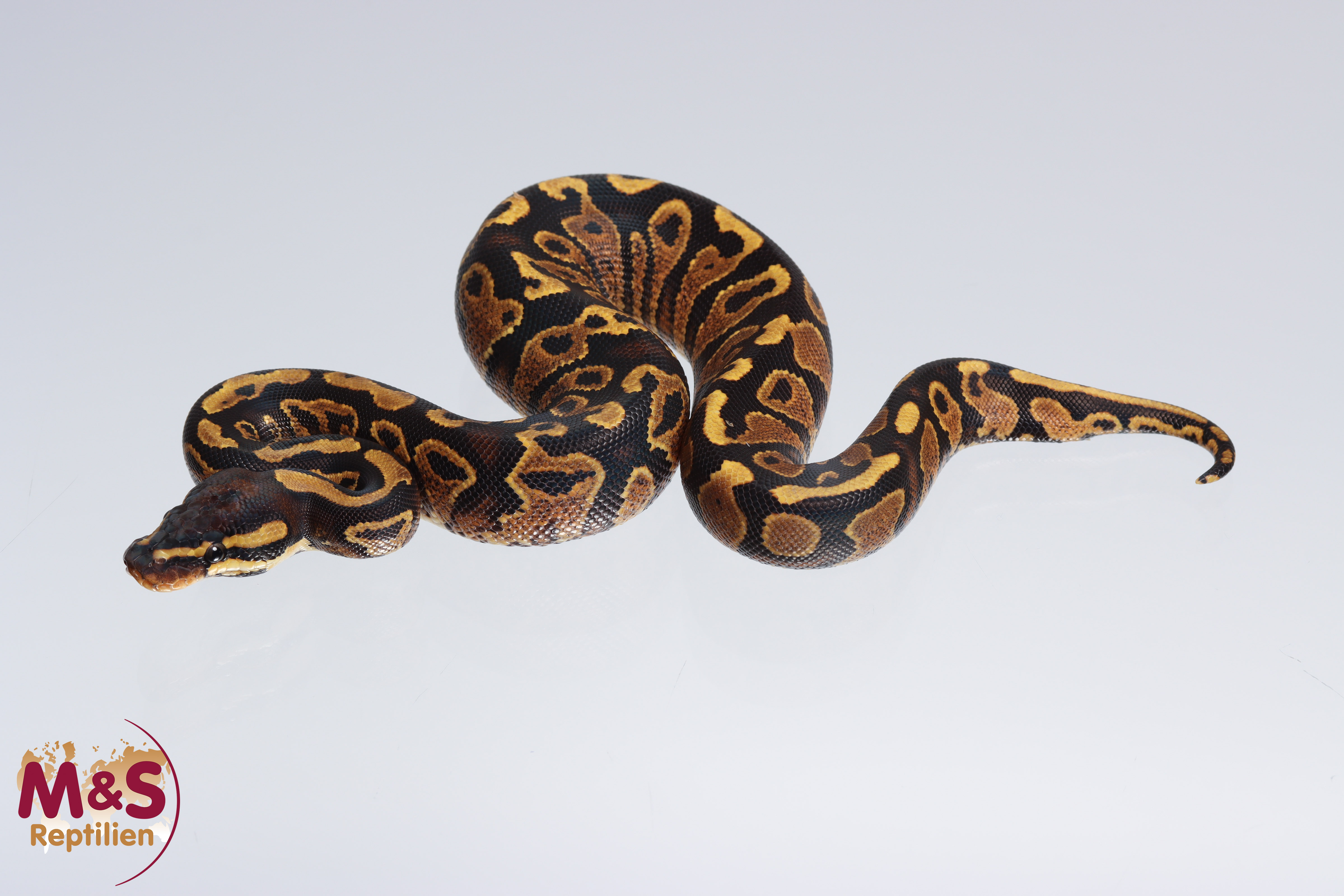 0.1 (Female) Gravel Königspython NZ´M&S´22 Python regius | Gravel ...