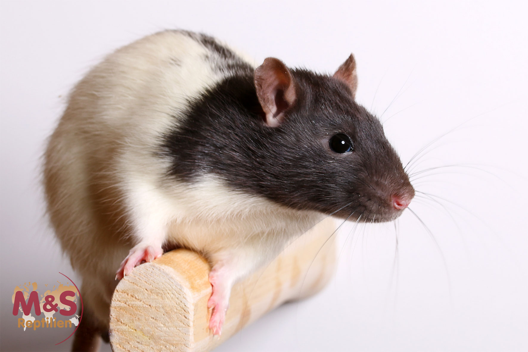 Ratte, large-XXL | Futternager | Futter | M&S Reptilien - Der ...