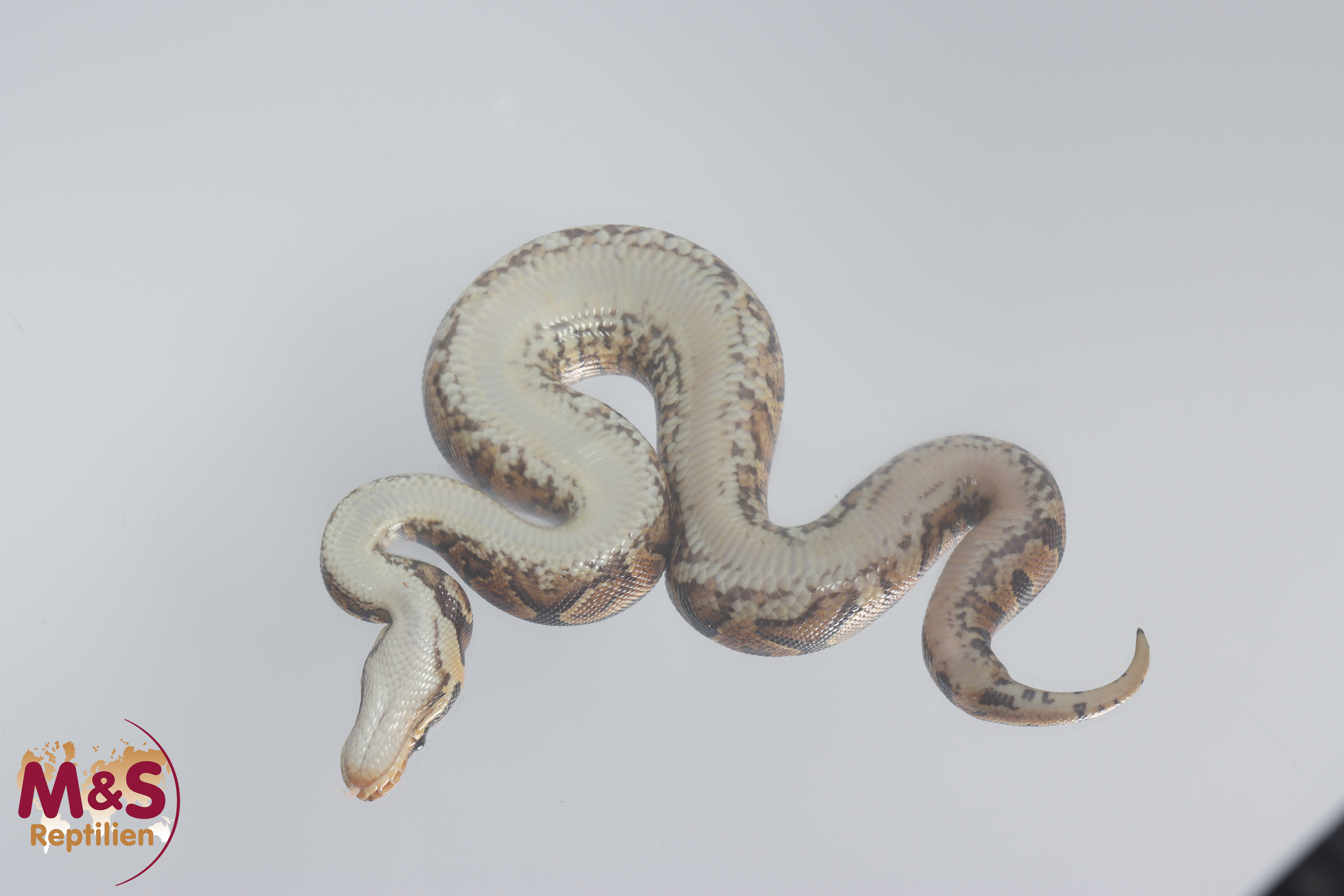 0.1 (Female) poss. Gravel Königspython NZ´M&S´22 Python regius | Gravel ...