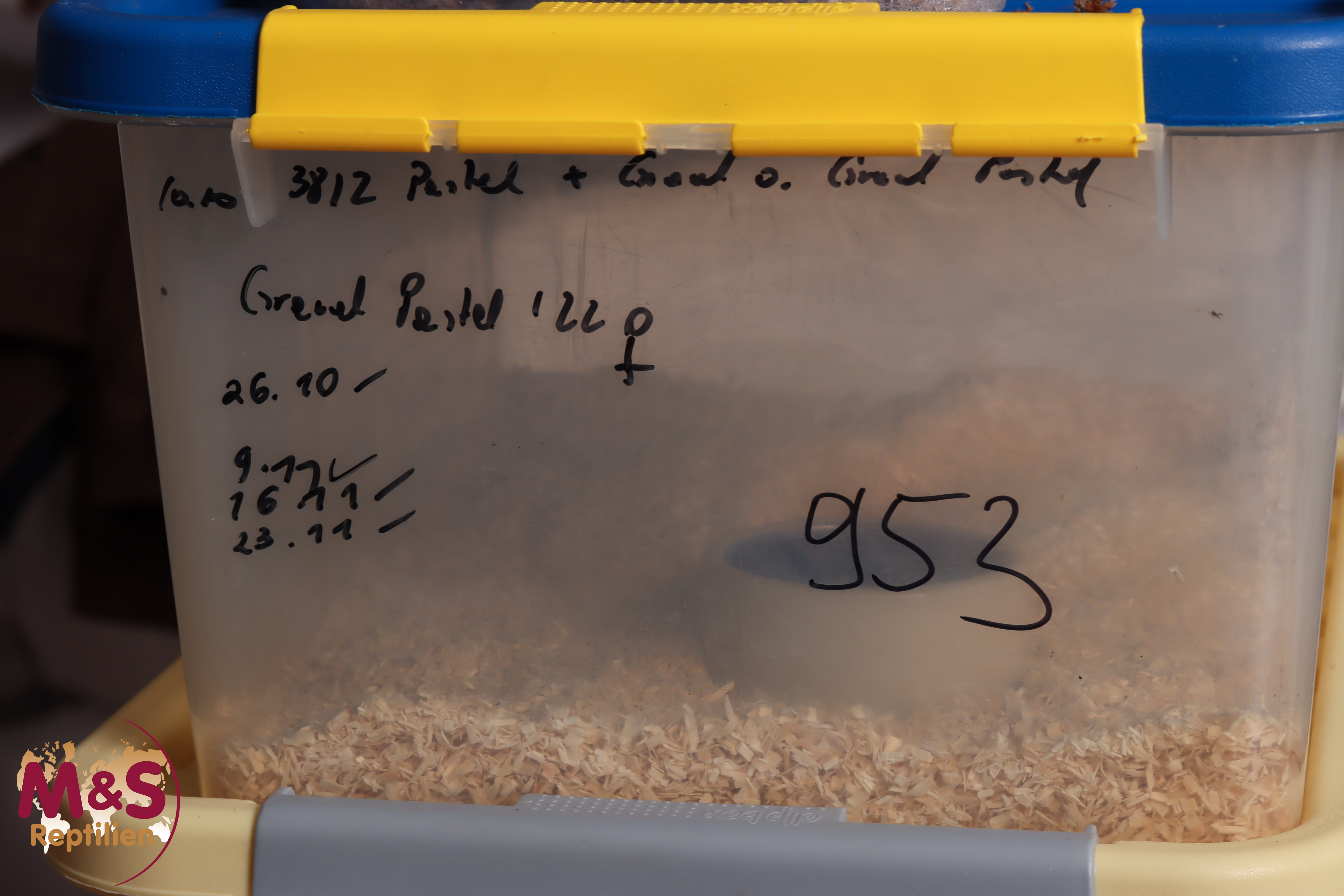 0.1 (Female) Gravel - Pastel Königspython NZ´M&S´22 Python regius ...