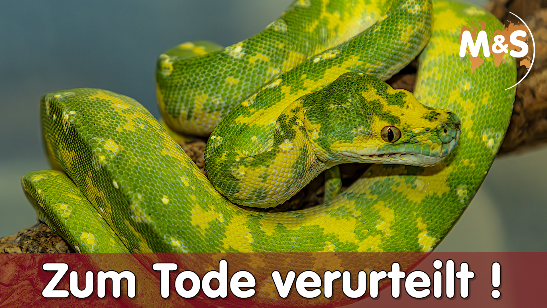 Der grüne Baumpython: Ein Wunder der Natur | M&S Reptilien - Der ...