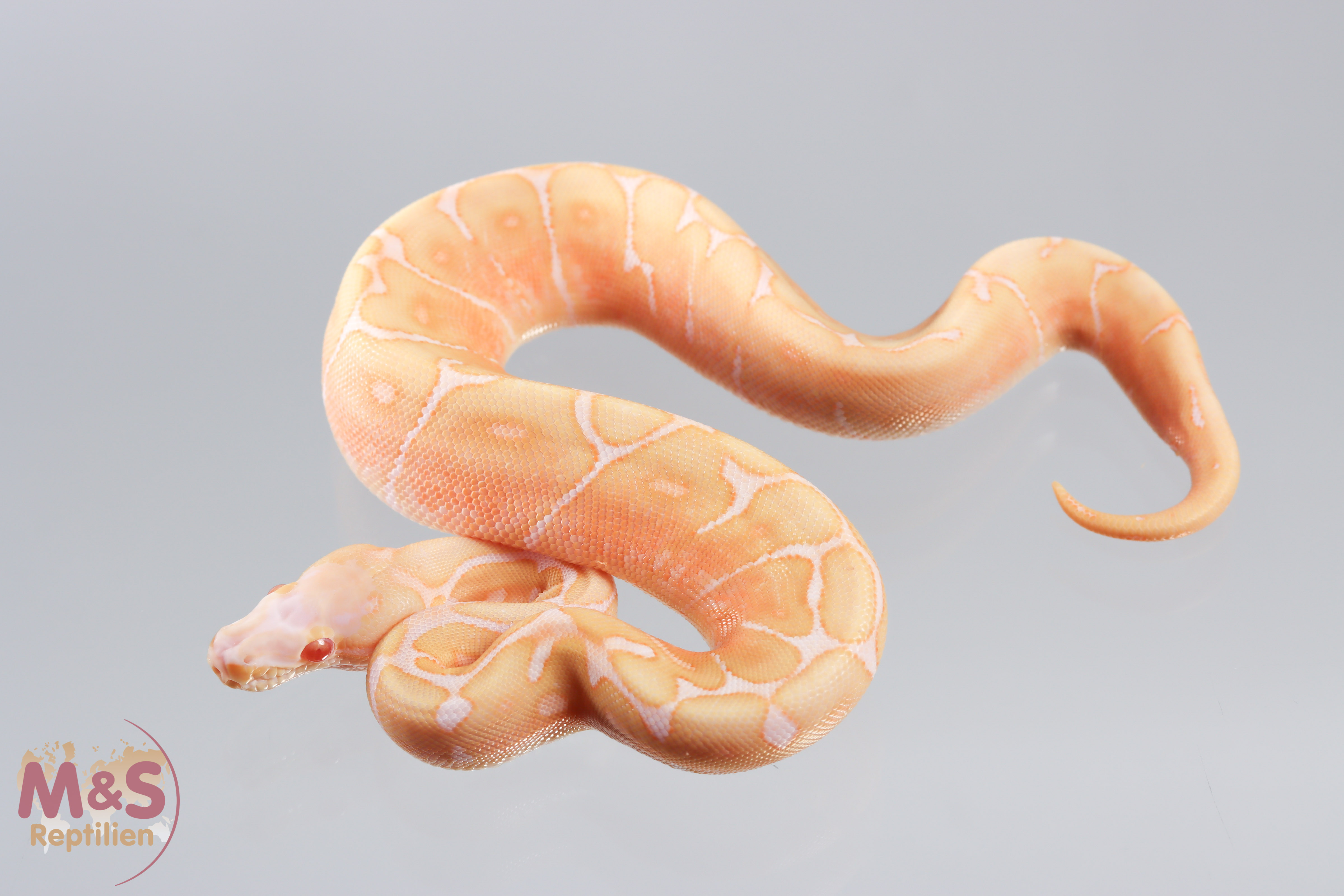 1.0 (Male) Albino - Scaleless Head - Spider Königspython NZ´M&S´21 ...
