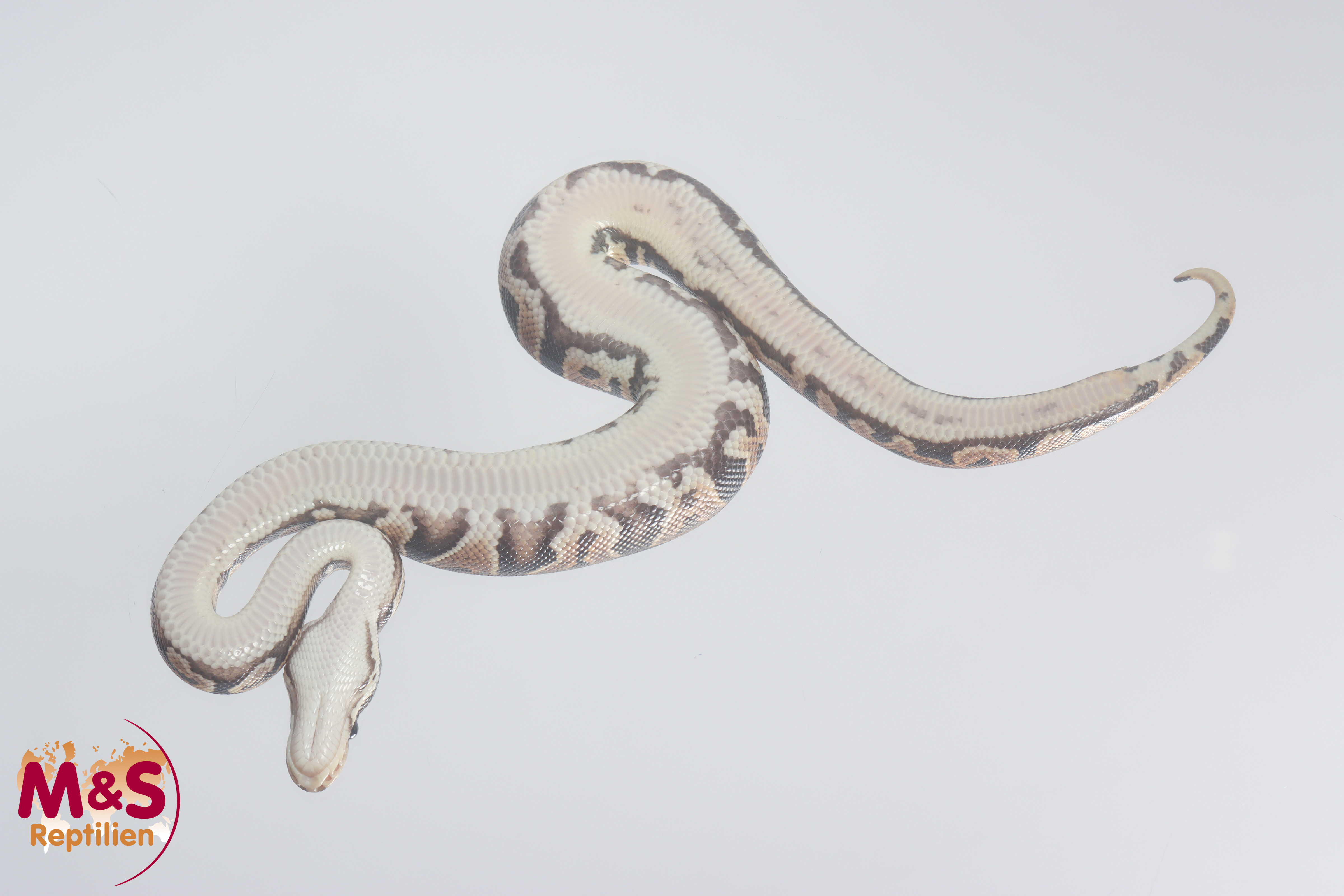 0.1 (Female) Cinnamon 100% doppel hetero Albino - Piebald Königspython ...