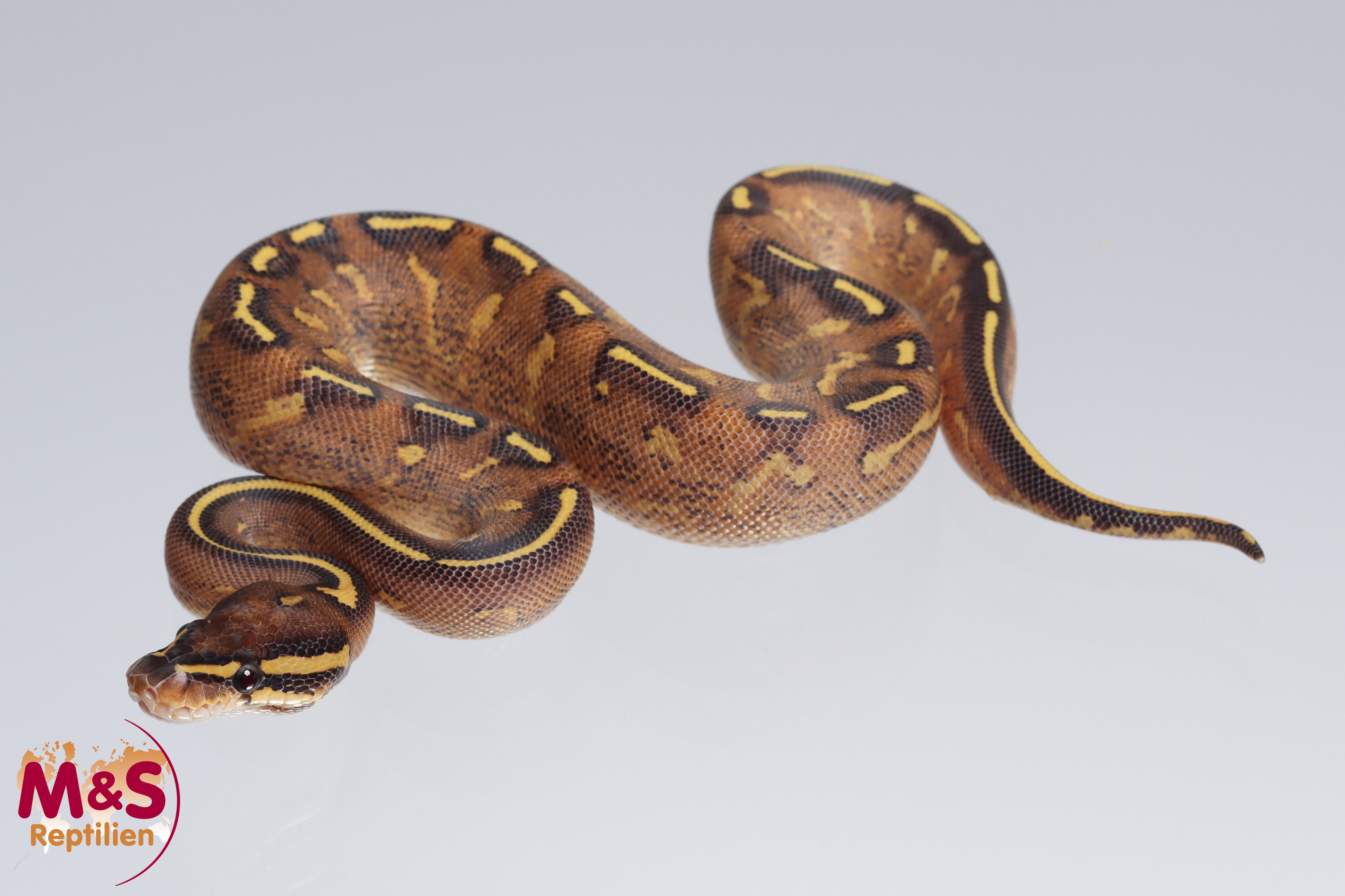 0.1 (Female) Super Gravel Königspython NZ´M&S´22 Python regius | Gravel ...