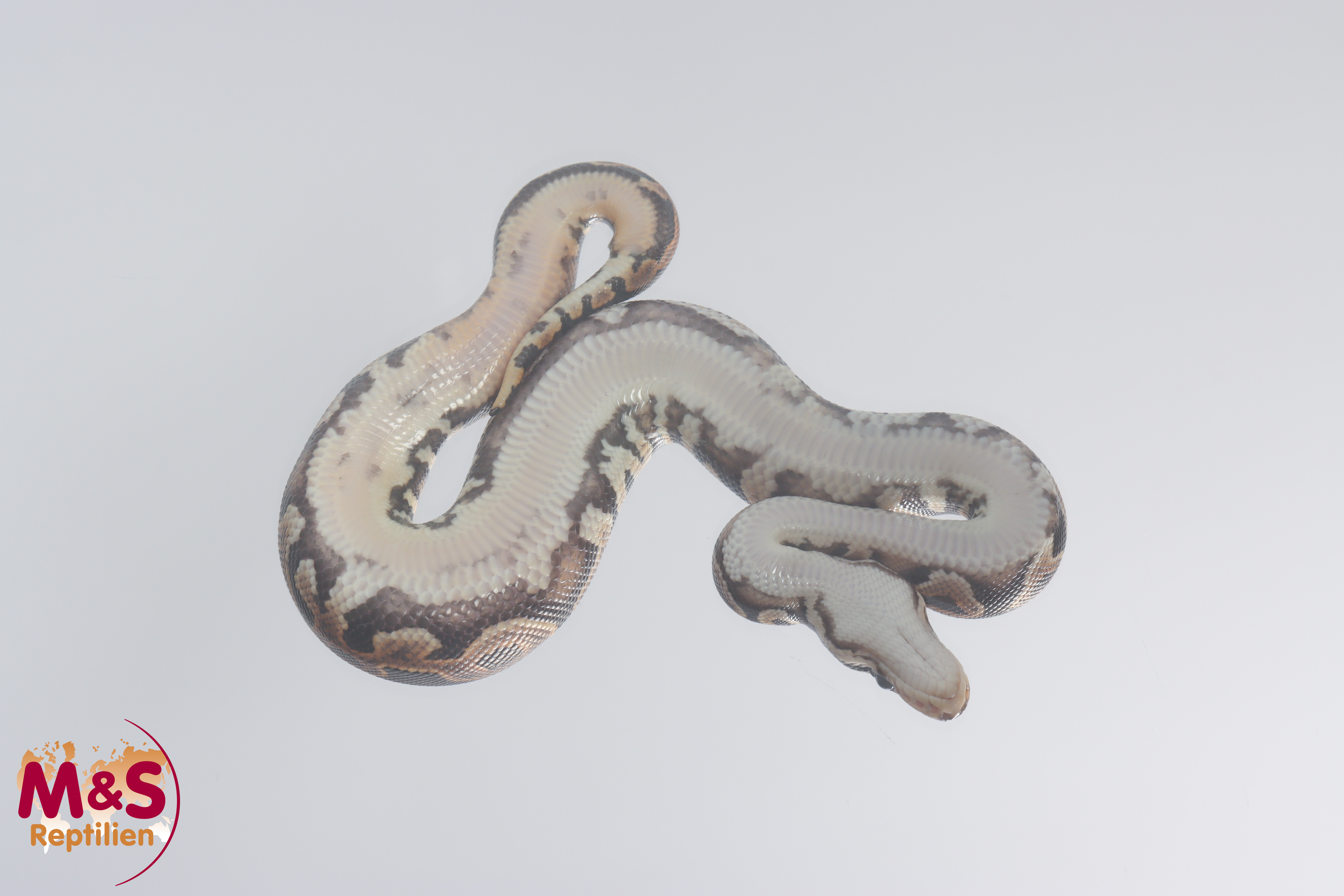 0.1 (Female) Cinnamon 100% doppel hetero Albino - Piebald Königspython ...